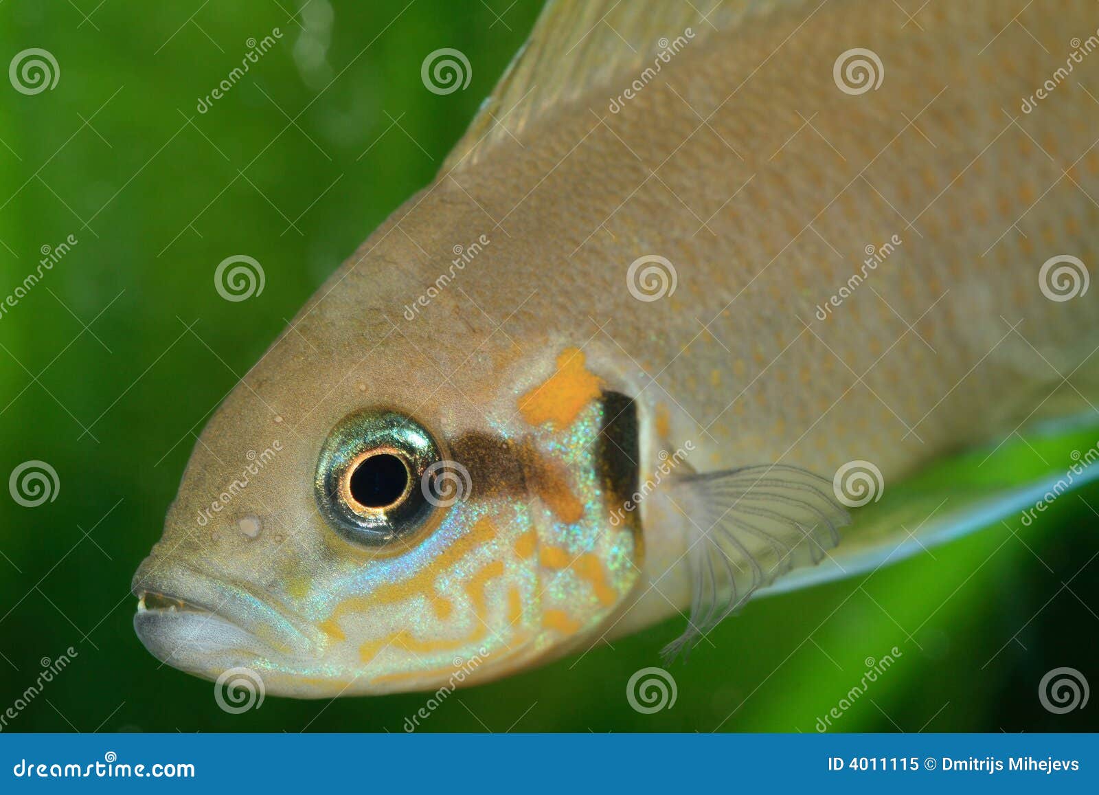 Fish head stock image. Image of close, animal, aquatic - 4011115