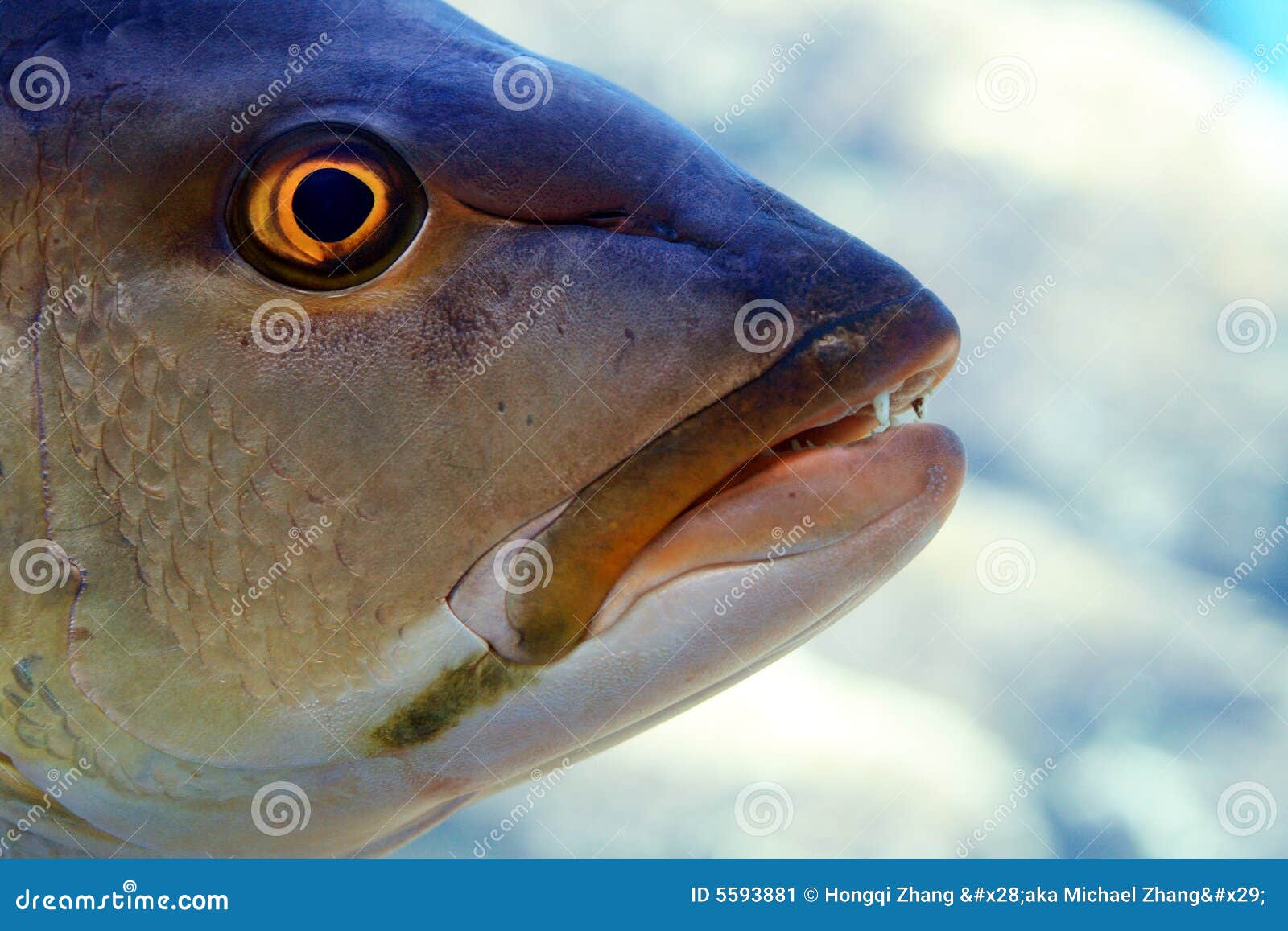 Fish head stock image. Image of african, saltwater, fish - 5593881