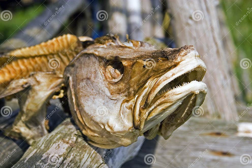 Fish head stock photo. Image of animals, codfish, freak - 5675866
