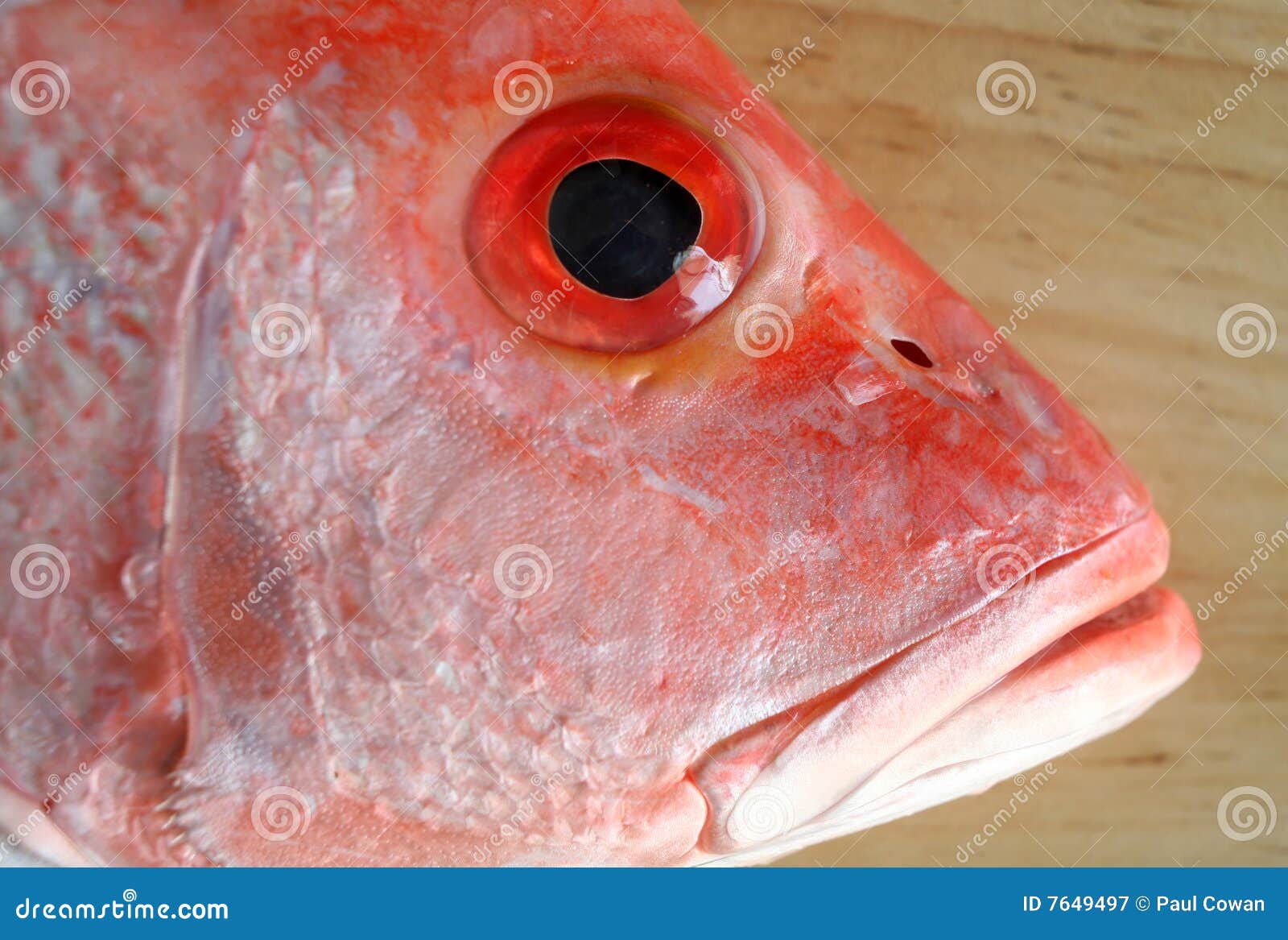 Fish head stock image. Image of horizontal, head, preparation - 7649497