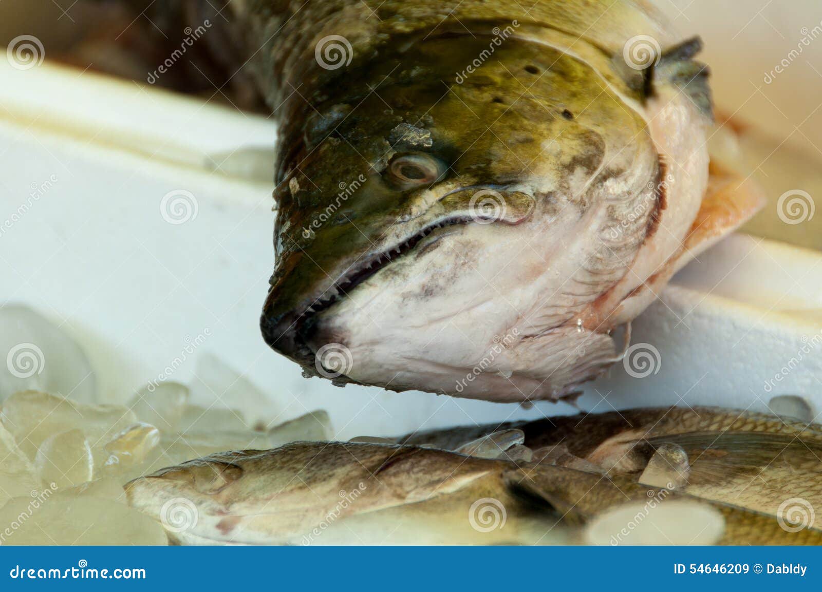 Fish Head stock image. Image of nature, striped, freshwater - 54646209