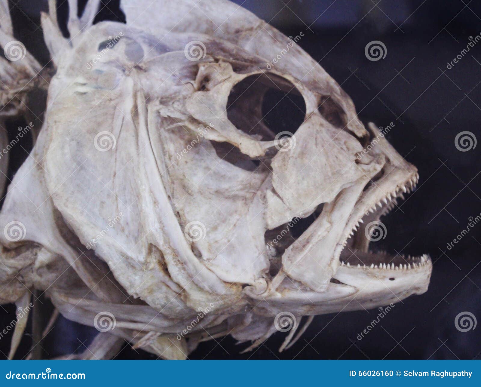 Fish head bone stock photo. Image of fish, animal, head - 66026160