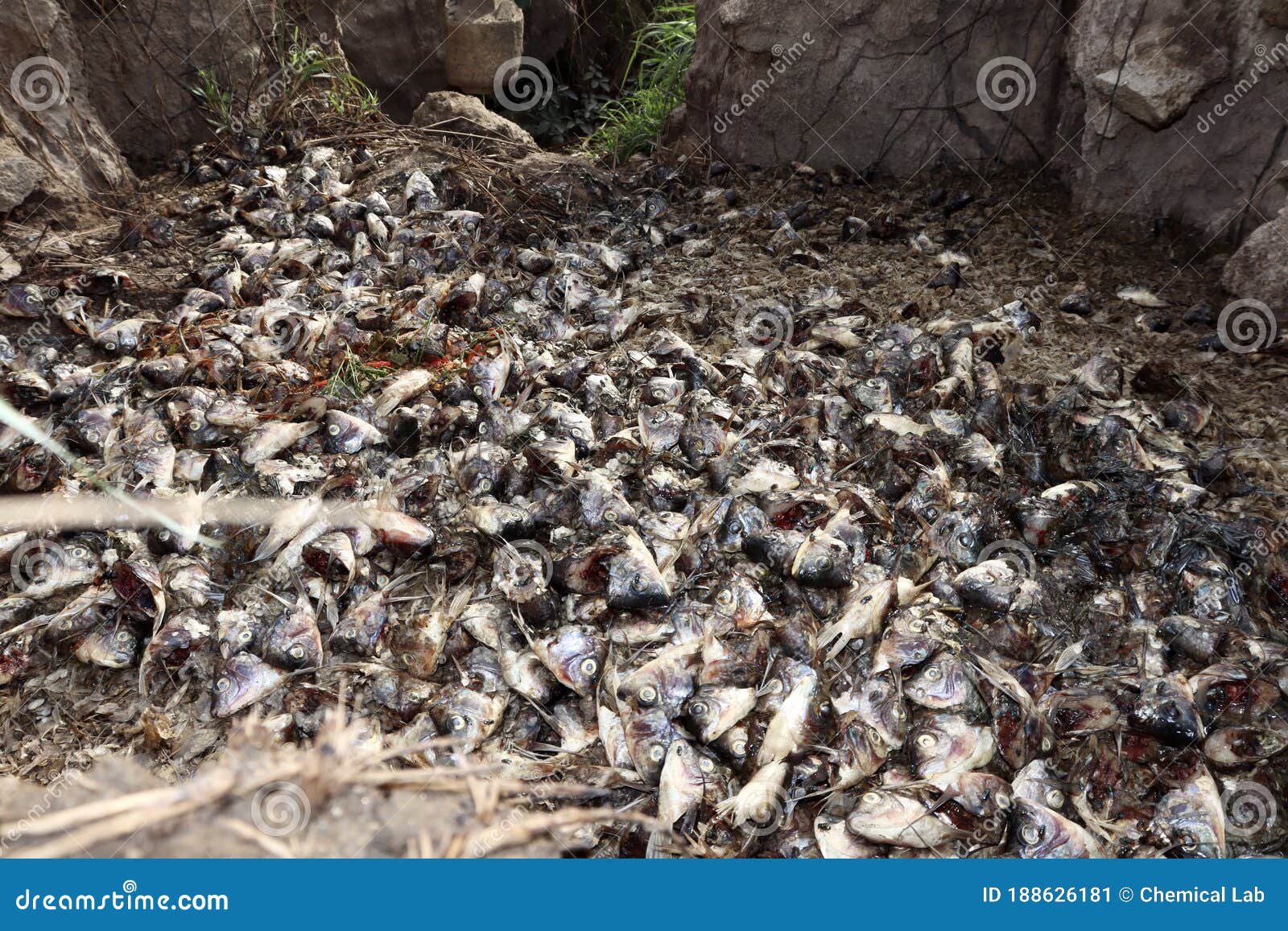 Fish head stock image. Image of dead, rotten, foul, fish - 188626181