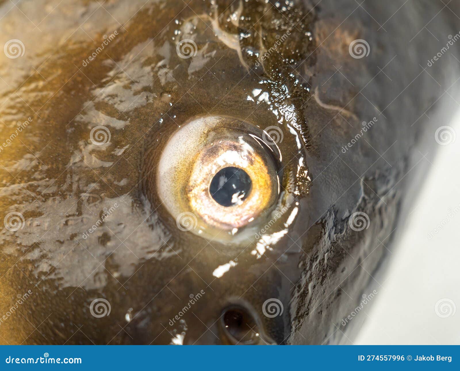 Fish Head, Carp Head. Carp on a White Background Stock Photo - Image of ...