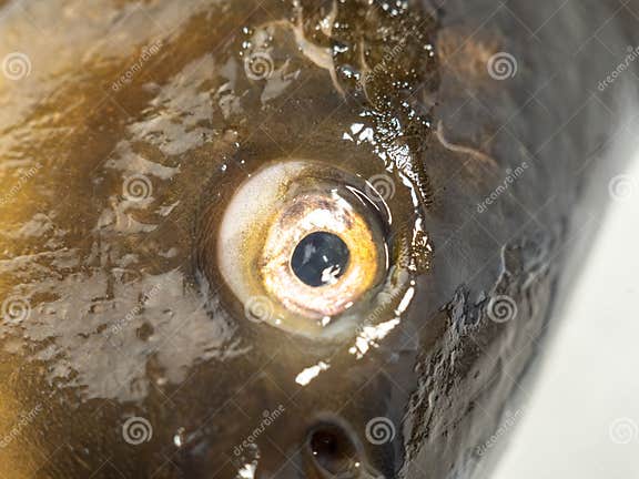 Fish Head, Carp Head. Carp on a White Background Stock Photo - Image of ...