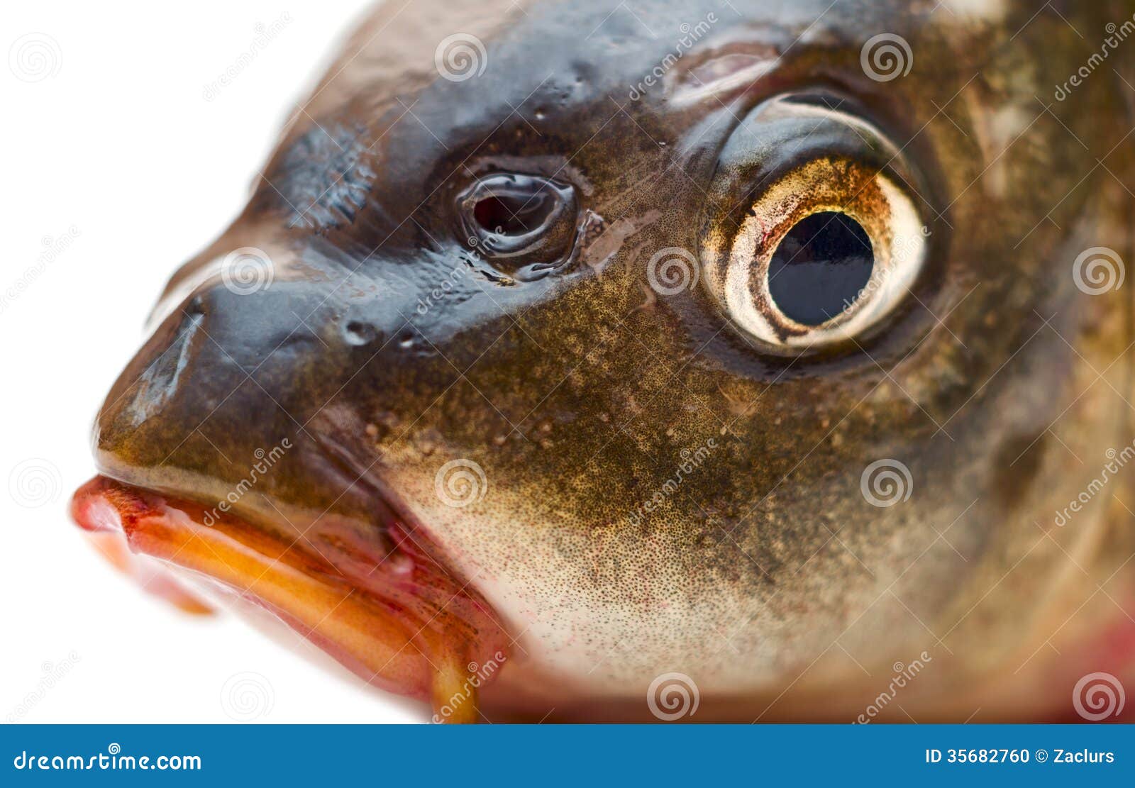Fish head stock photo. Image of large, side, macro, organic - 35682760