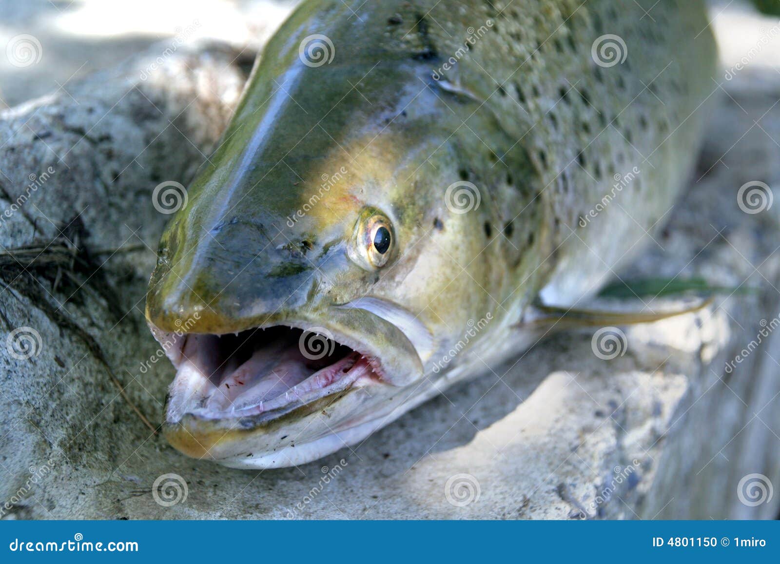 Fish head detail stock photo. Image of fish, wild, close - 4801150