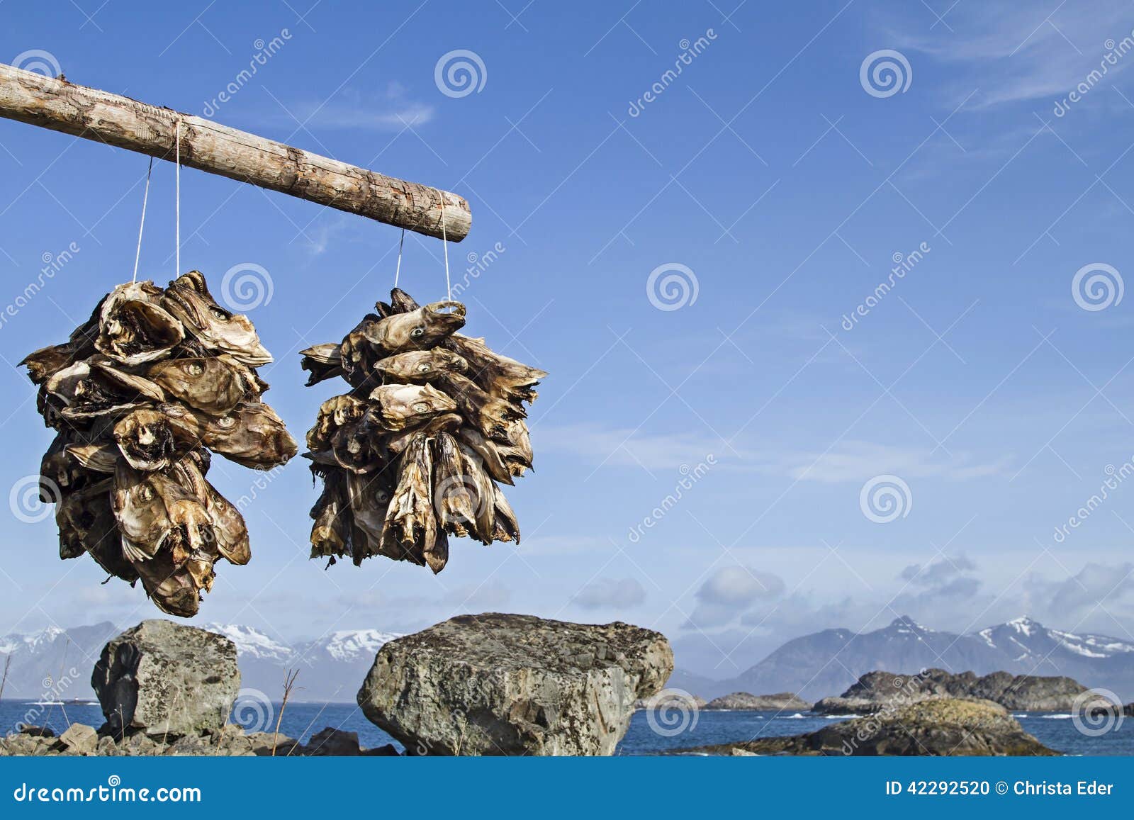 Fish head drying racks stock photo. Image of norway, fishing - 42292520