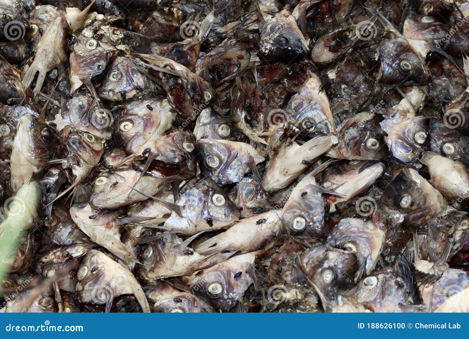 Fish head stock photo. Image of rotten, nature, carcasses - 188626100