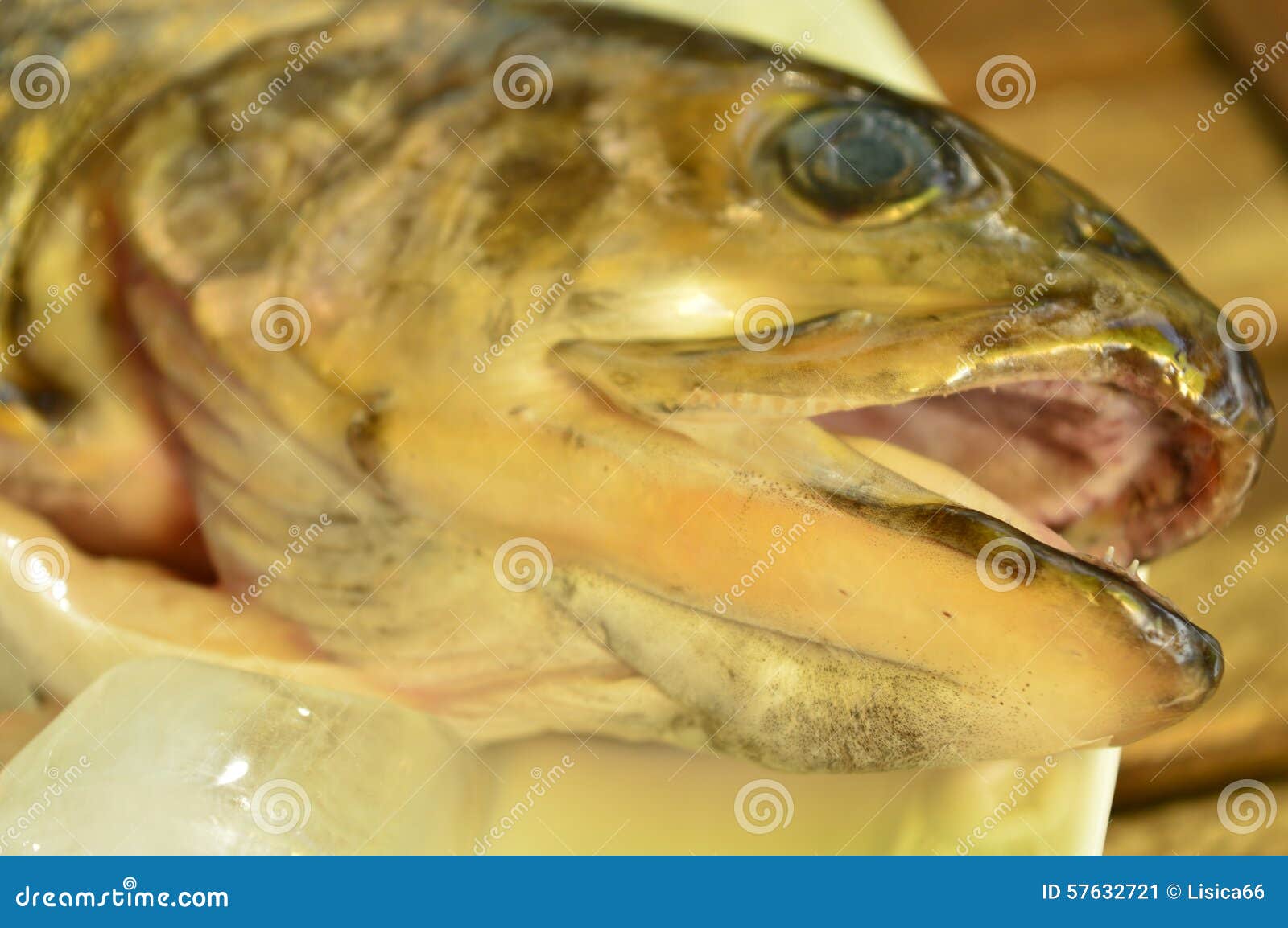Fish head stock image. Image of open, head, salmon, fish - 57632721