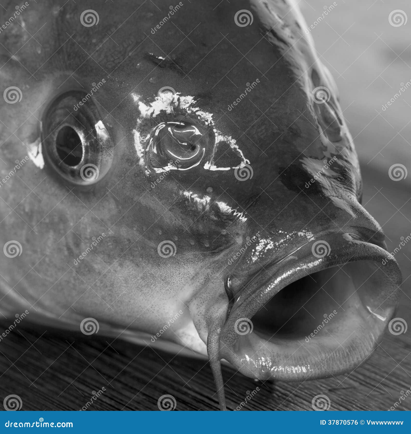 Fish head stock photo. Image of wide, white, fresh, nutrition - 37870576