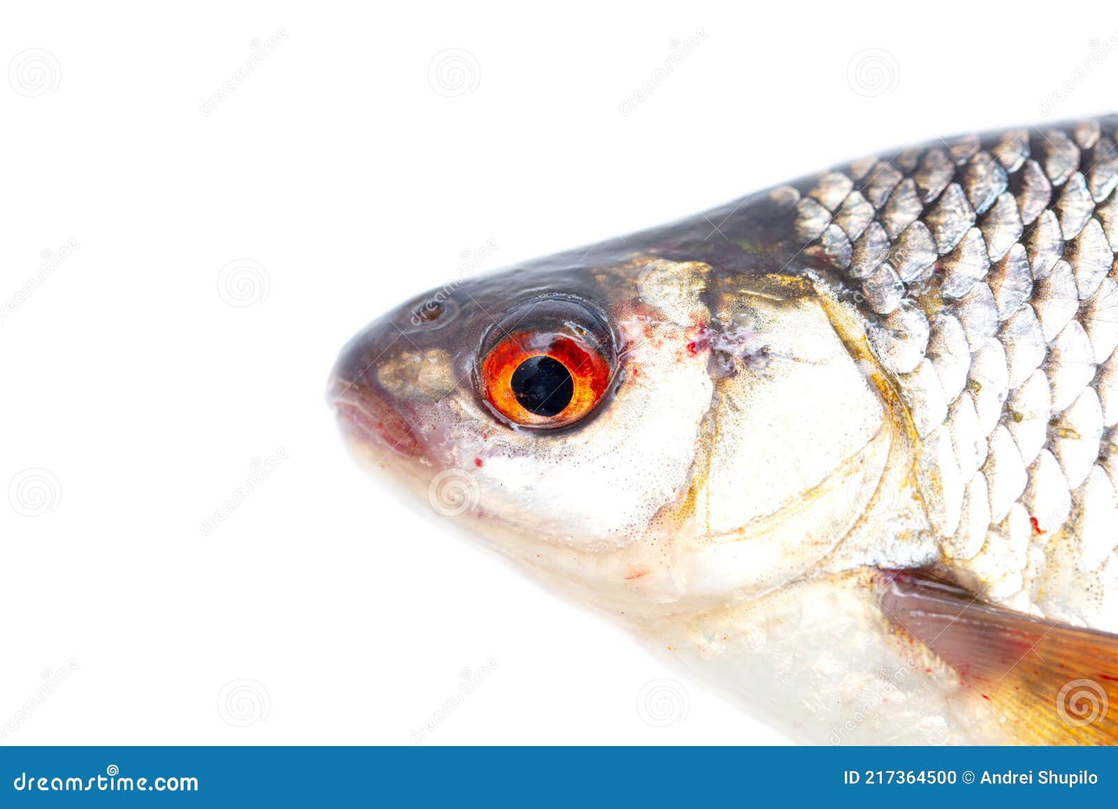 Fish Head Isolated on a White Background. Stock Photo - Image of animal ...