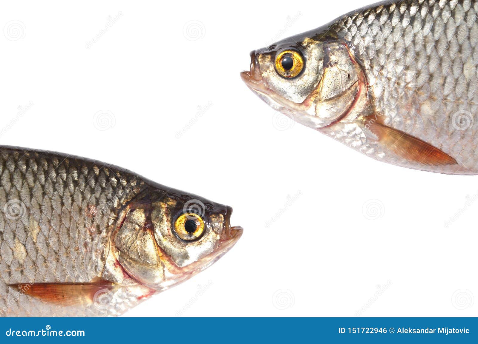 Fish Head Isolated on White Background Stock Photo - Image of meal ...