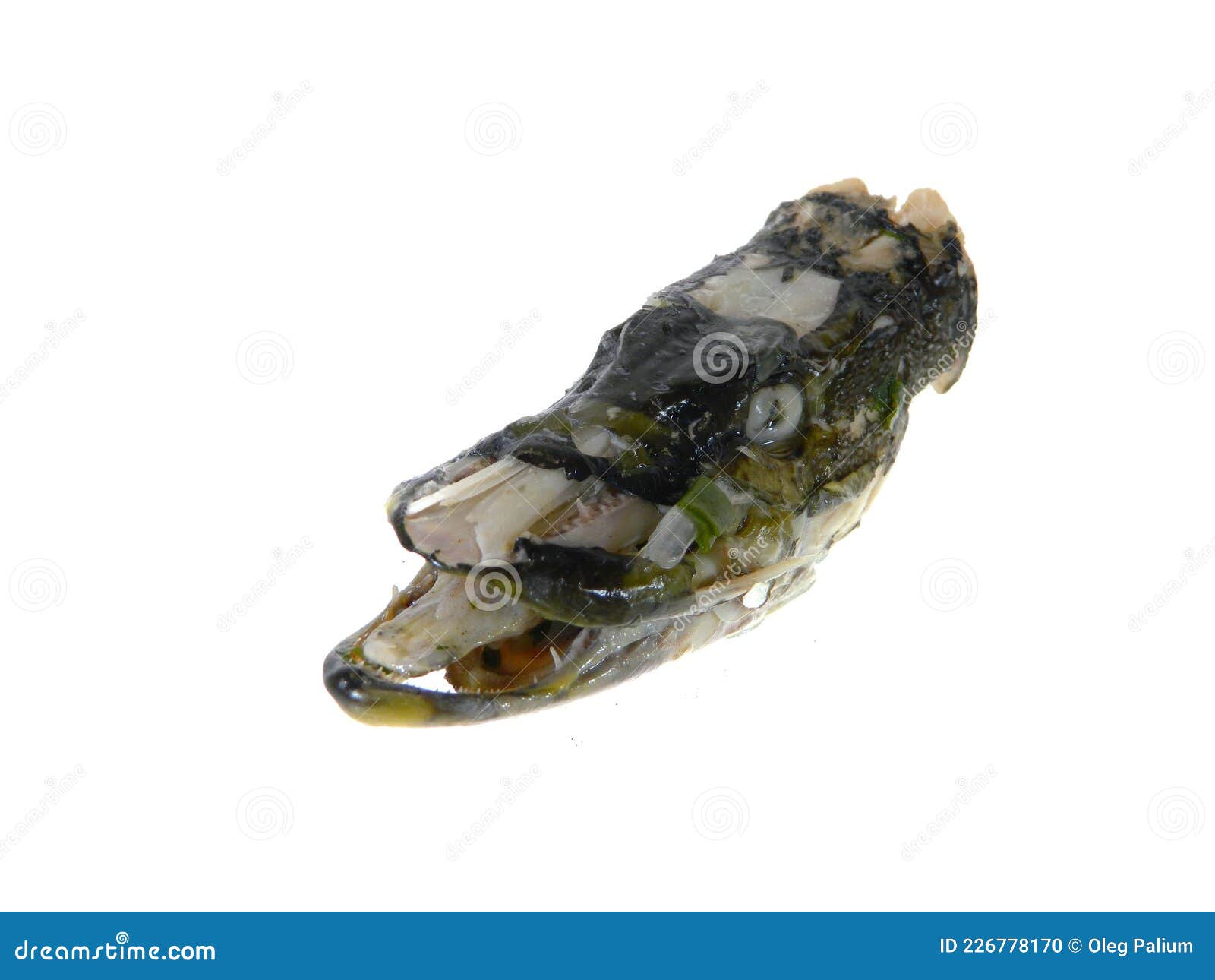 Fish Head Isolated on White Background Stock Photo - Image of closeup ...