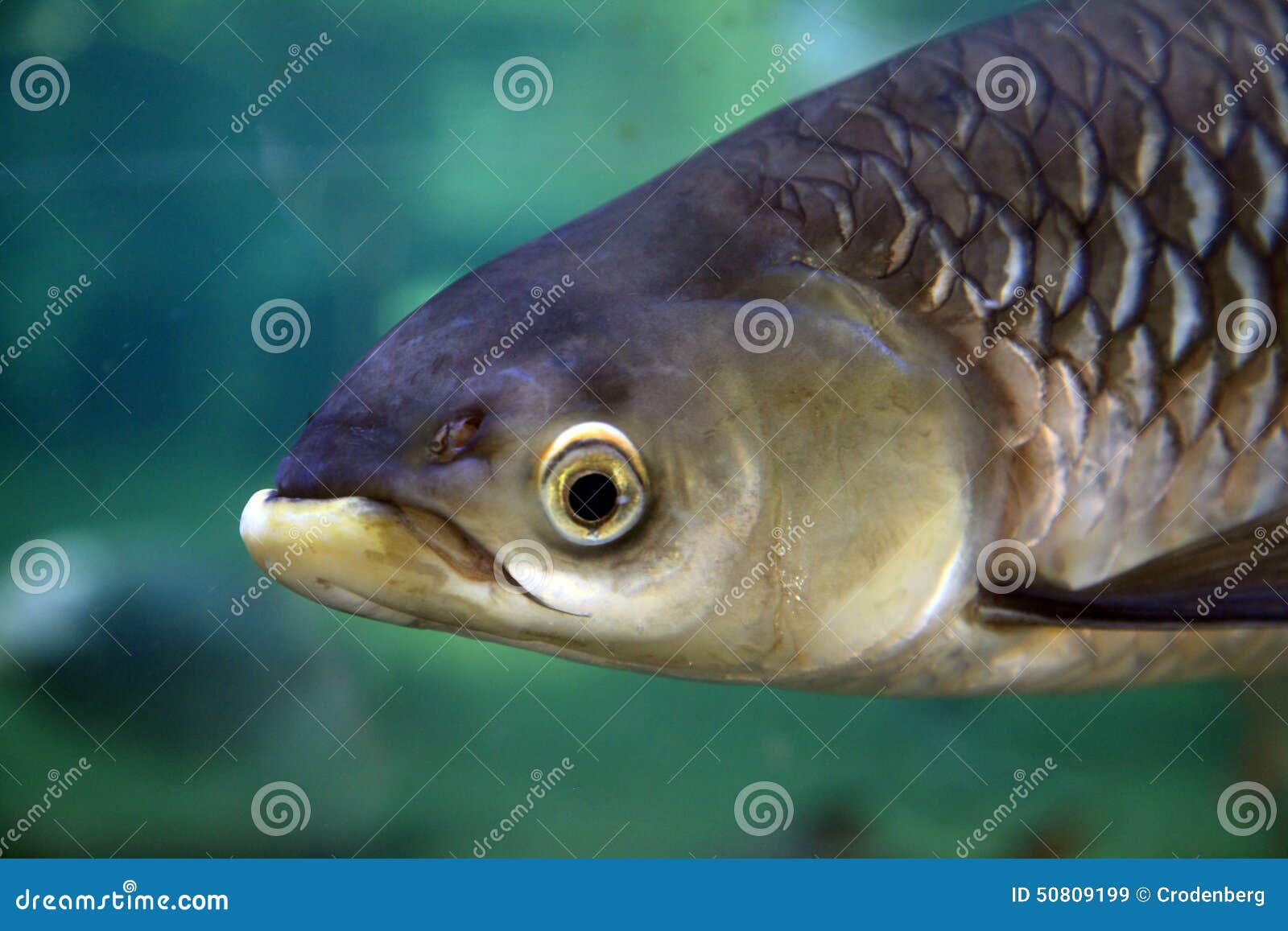 Fish head stock image. Image of fish, hoeveni, nature - 50809199