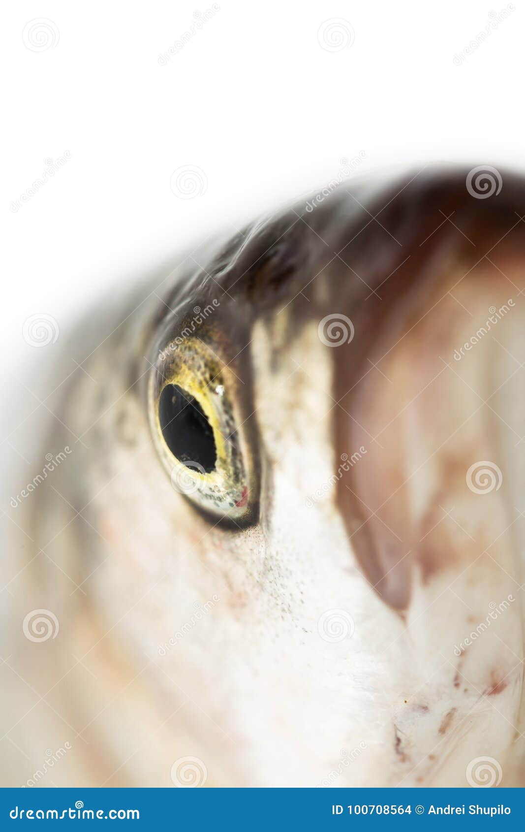 Fish head. macro stock photo. Image of restaurant, fishery - 100708564