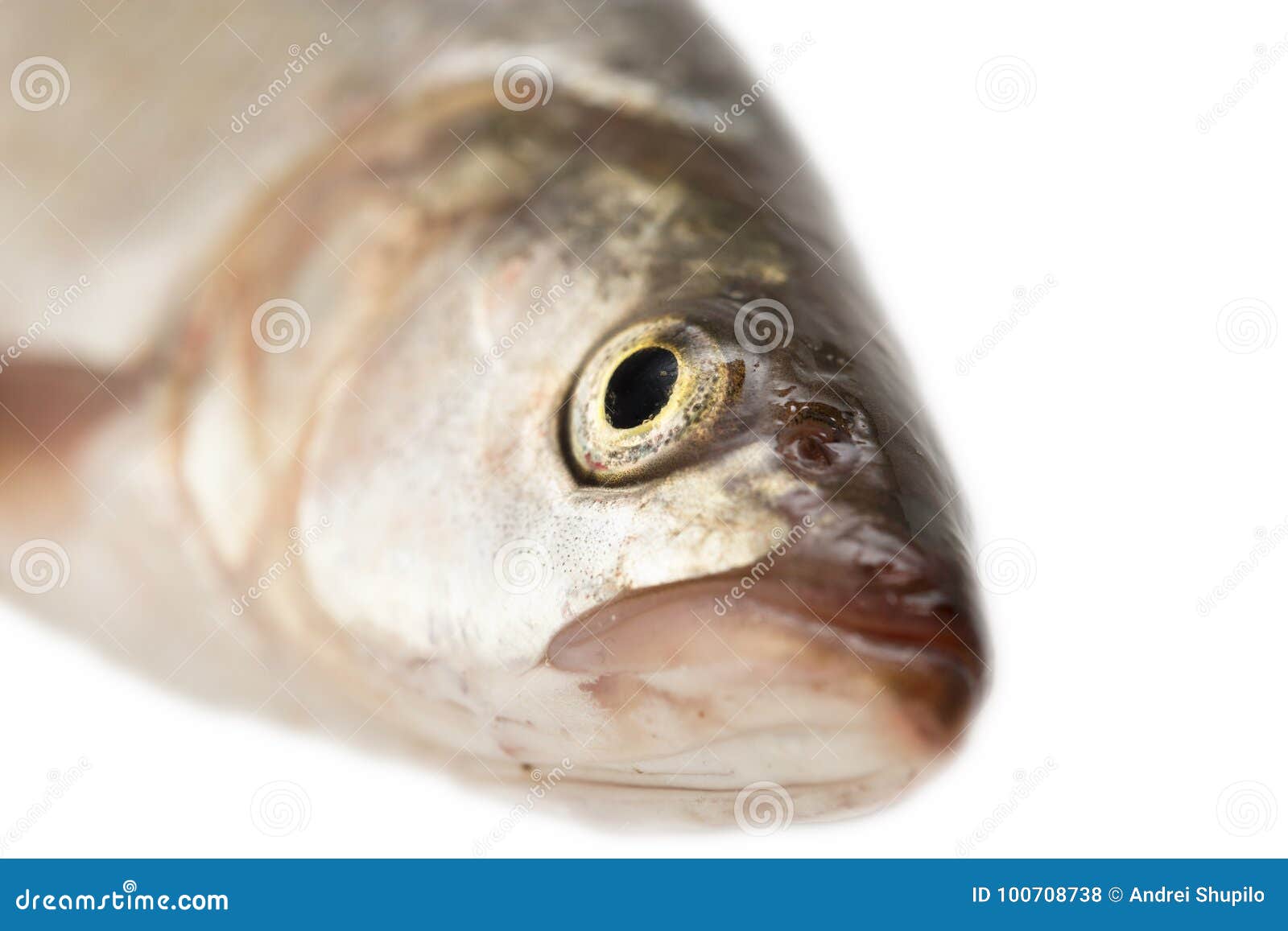 Fish head. macro stock photo. Image of river, nutritive - 100708738