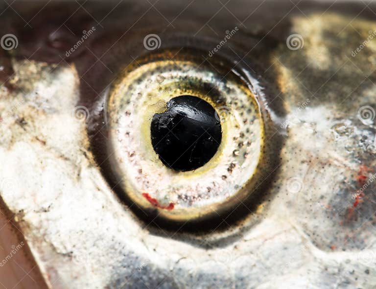 Fish head. macro stock image. Image of restaurant, cook - 100862021
