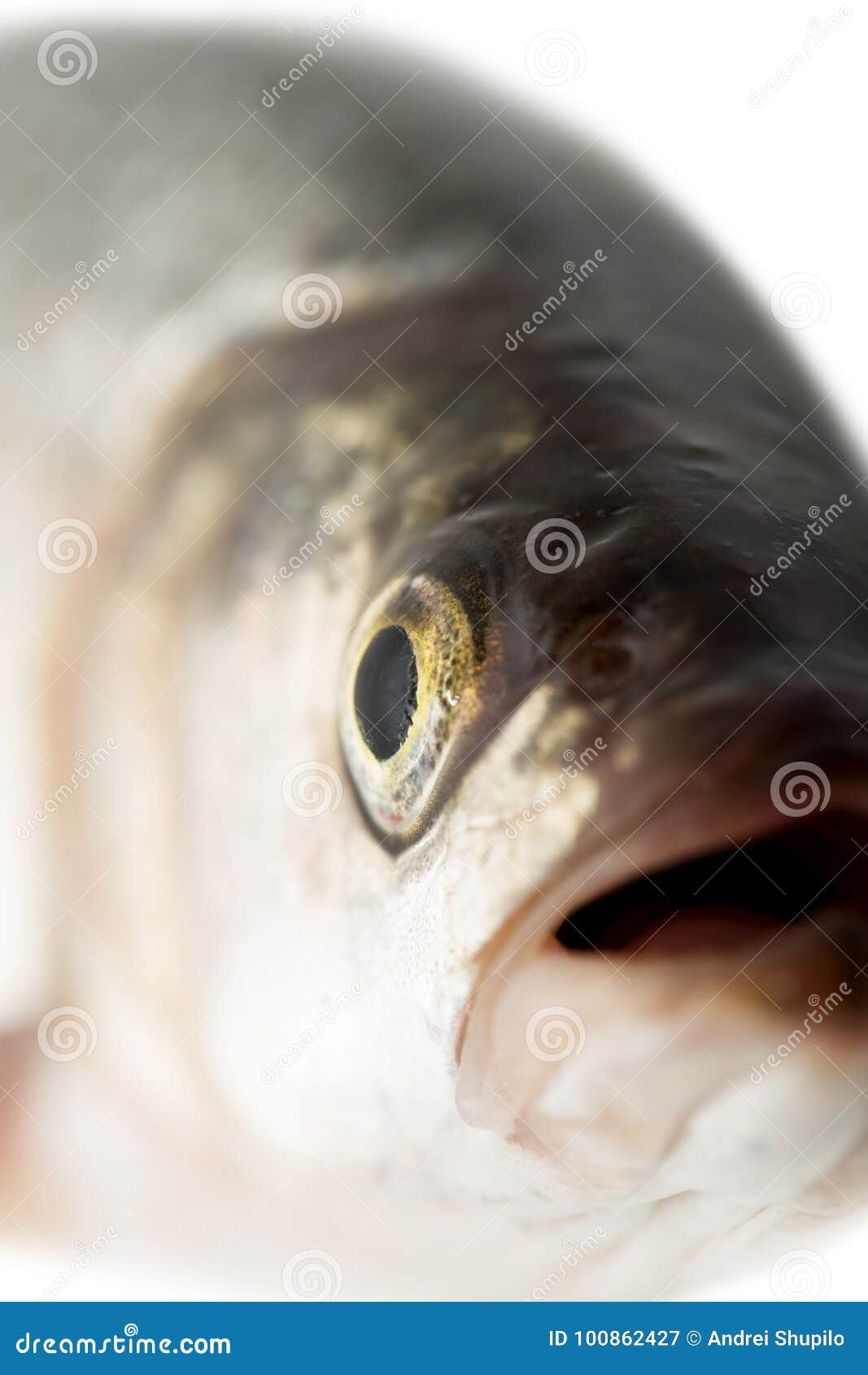 Fish head. macro stock image. Image of marine, gills - 100862427