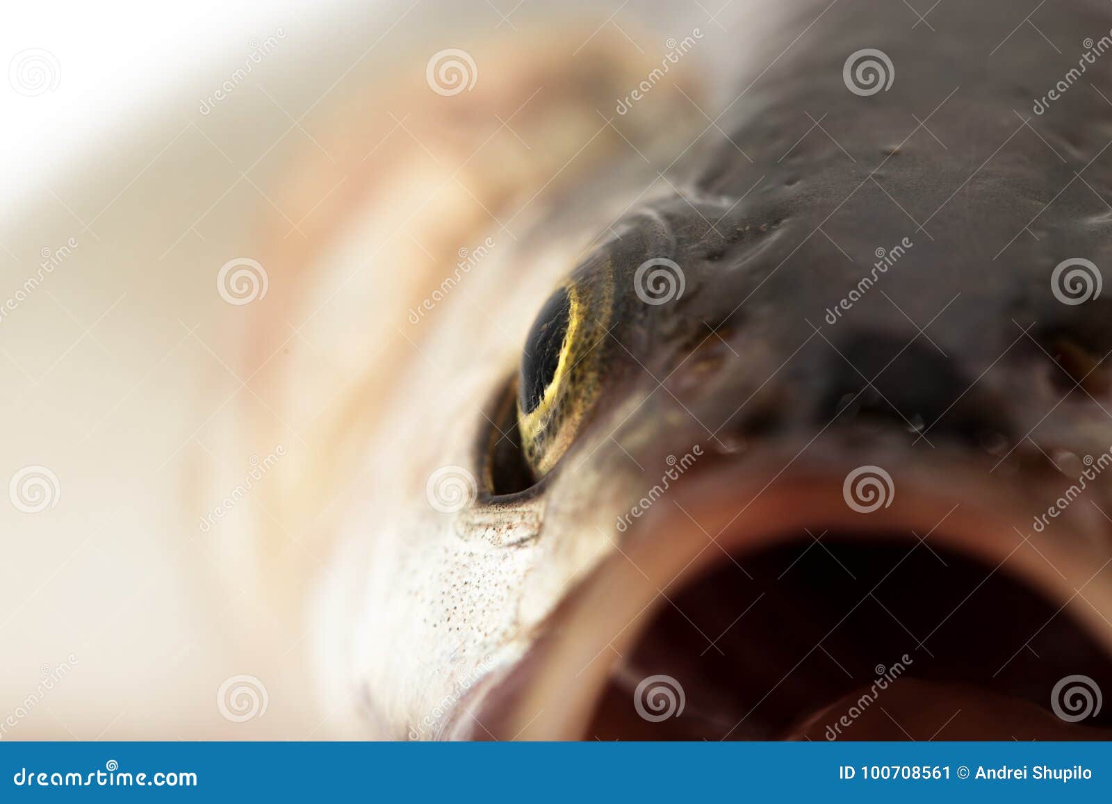 Fish head. macro stock image. Image of isolated, food - 100708561