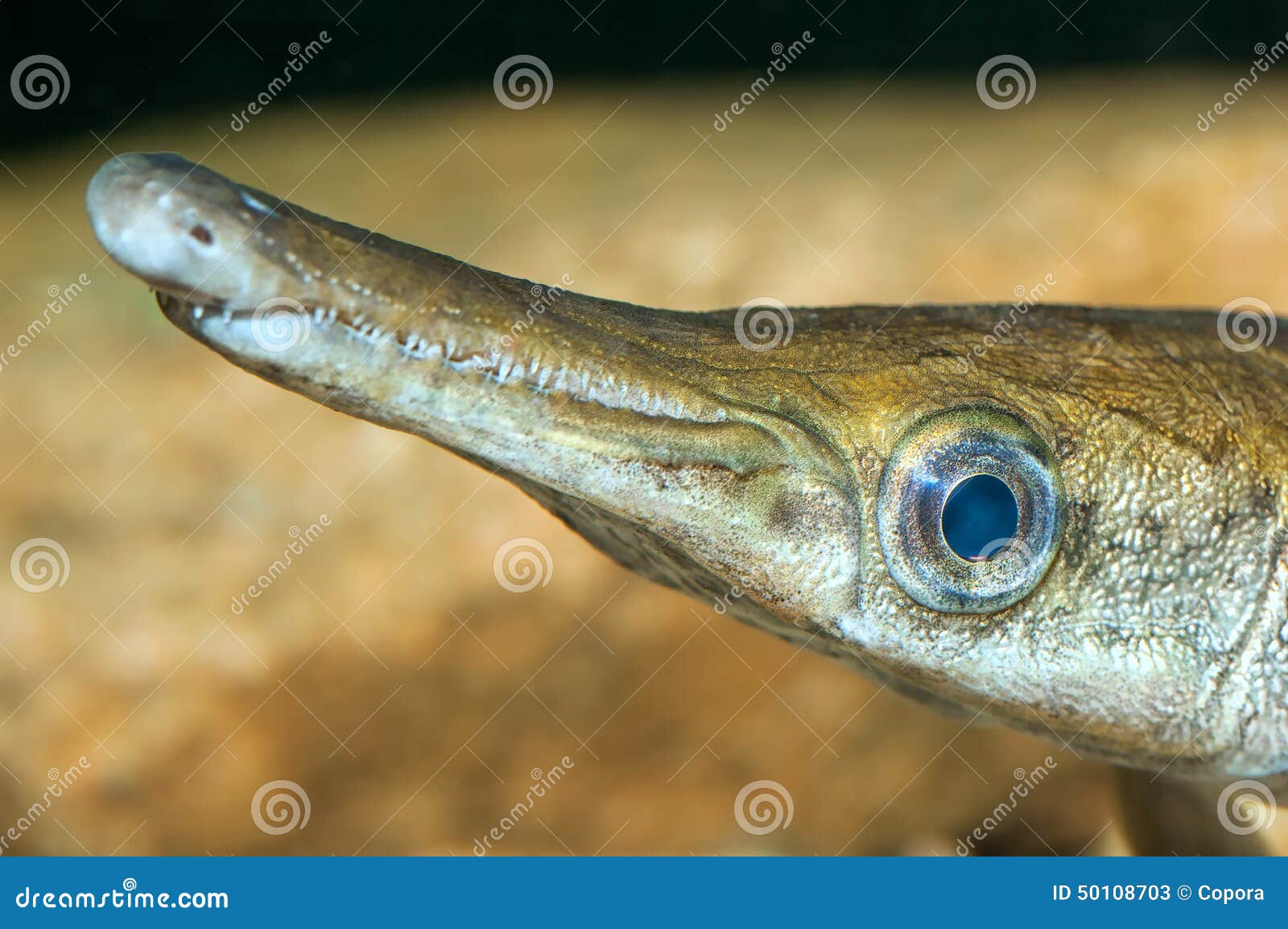 Fish head stock image. Image of background, diet, freshness - 50108703