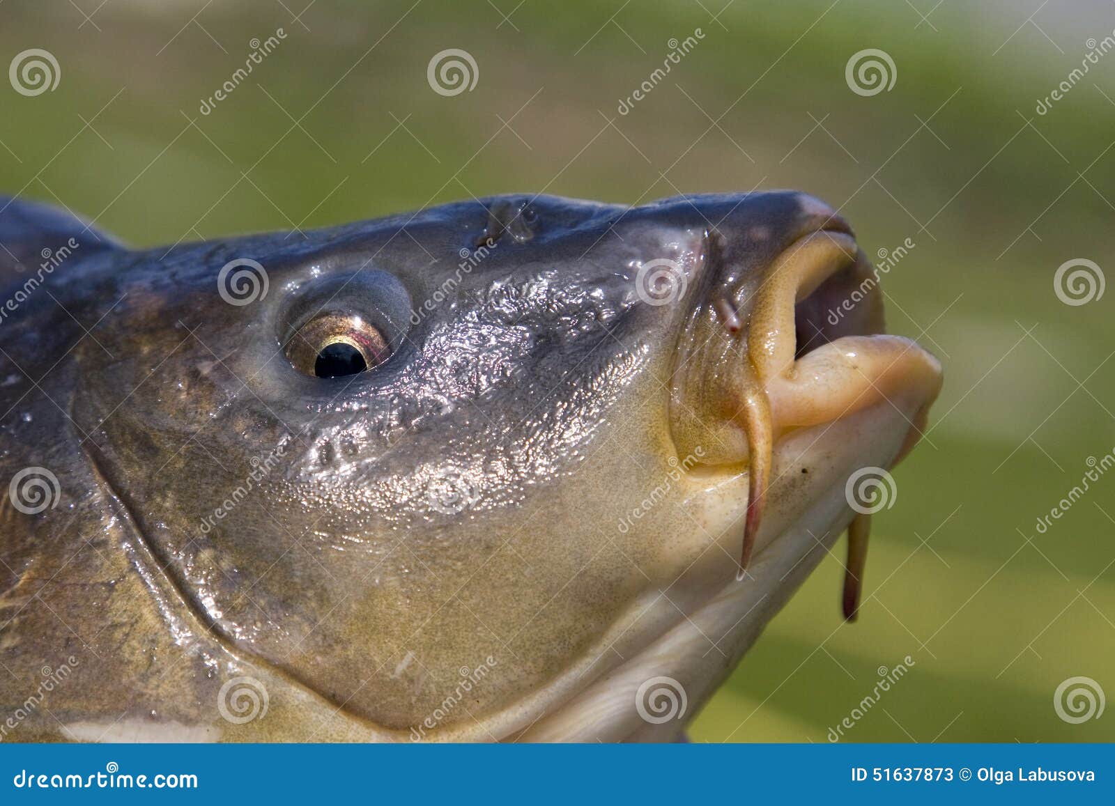 Fish Mouth Closed