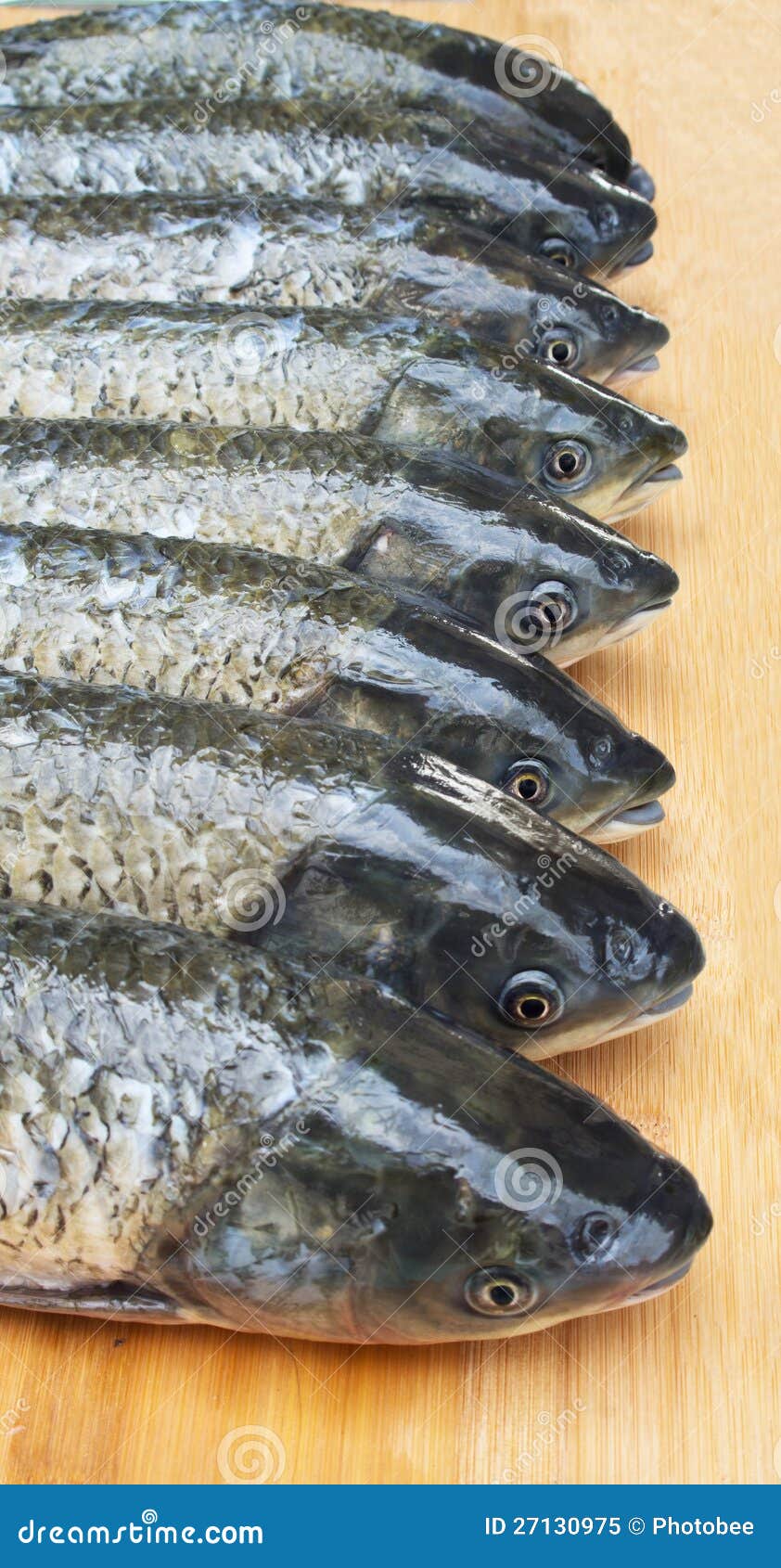 Fish head queue stock image. Image of macro, fresh, food - 27130975