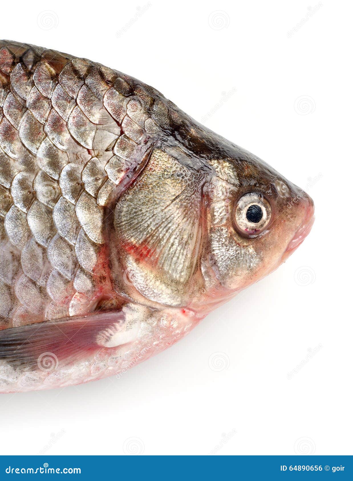 Fish head stock photo. Image of length, fishing, fish - 64890656