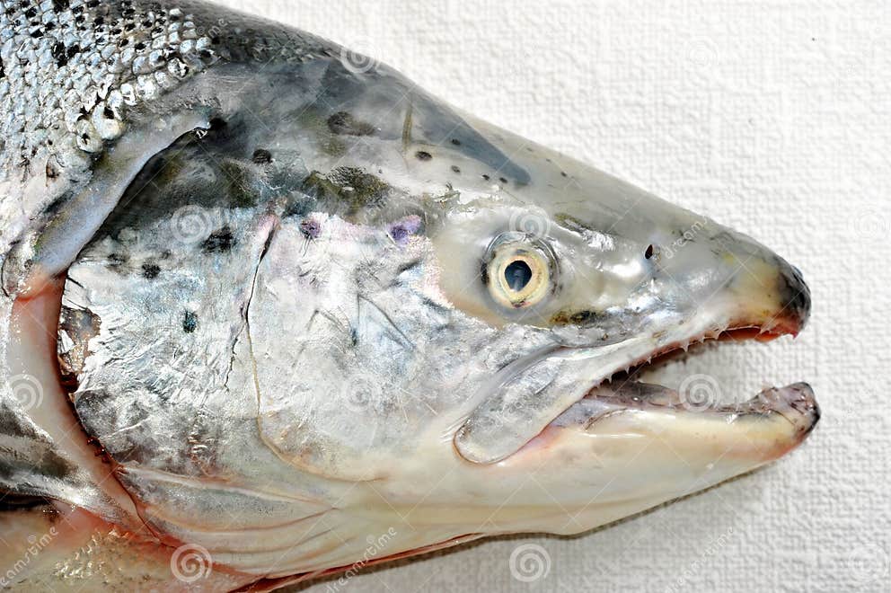 Fish Head of a Salmon with Sharp Teeth and Silvery Scales Stock Image ...