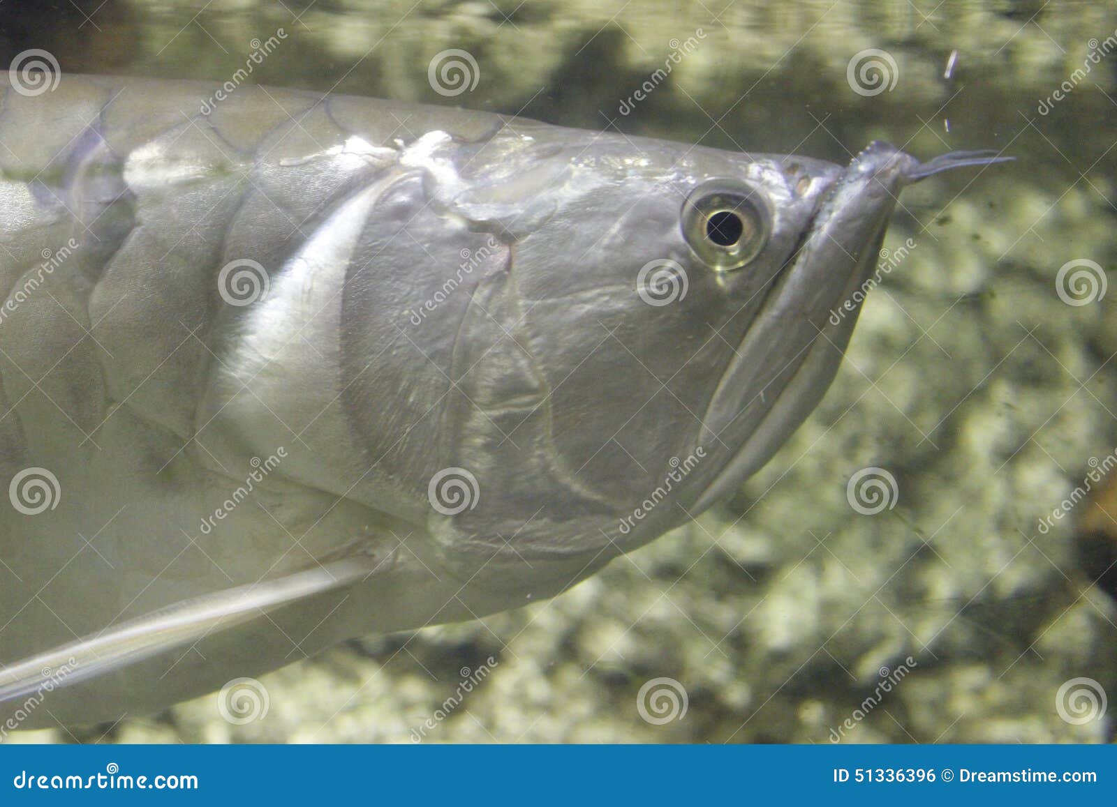 Fish head stock photo. Image of shining, water, jellyfish - 51336396
