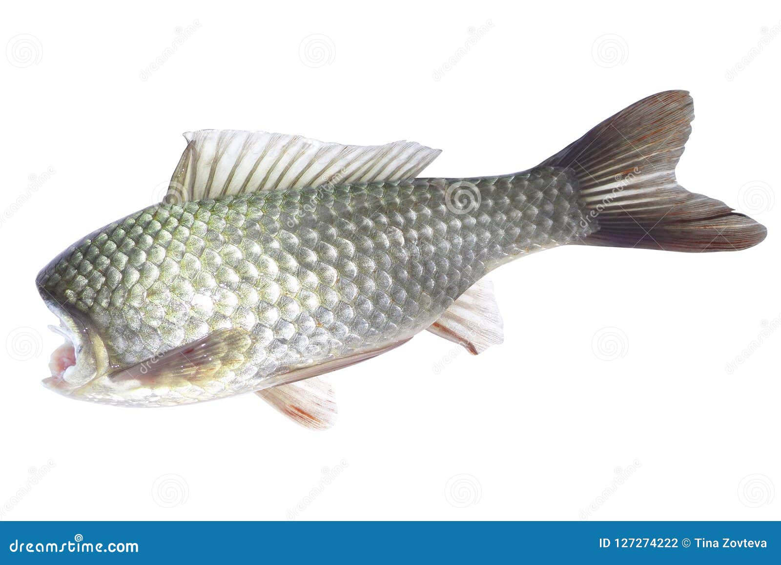 Fish without Head on a White Stock Photo - Image of lunch, hardhead ...