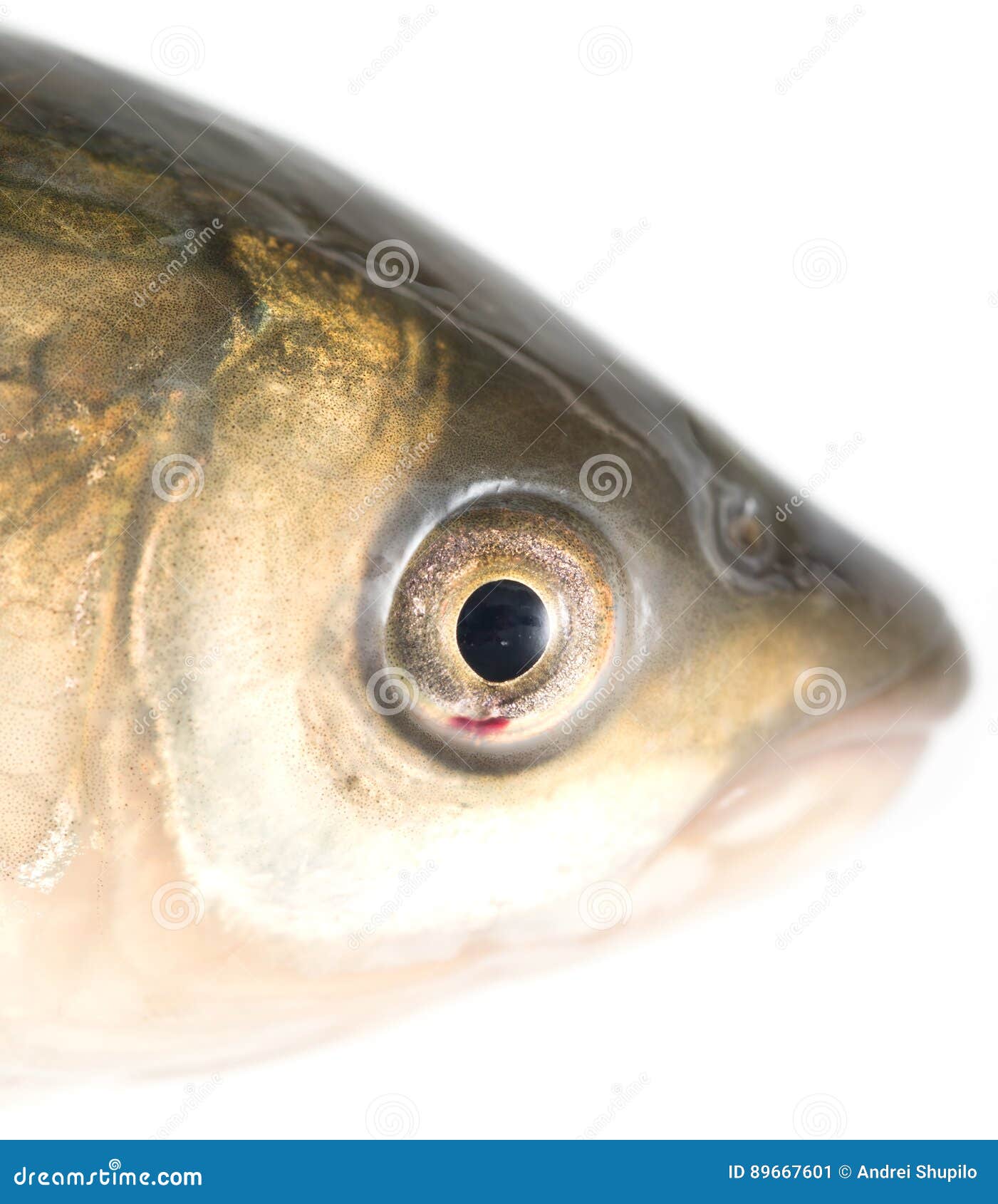 Fish Head on a White Background Stock Image - Image of head, healthy ...