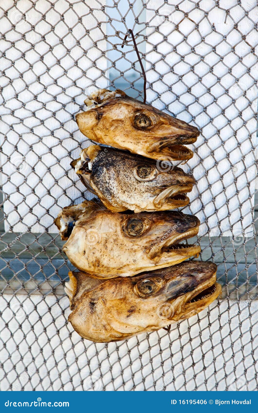 Fish heads stock photo. Image of angler, lophius, teeth - 16195406