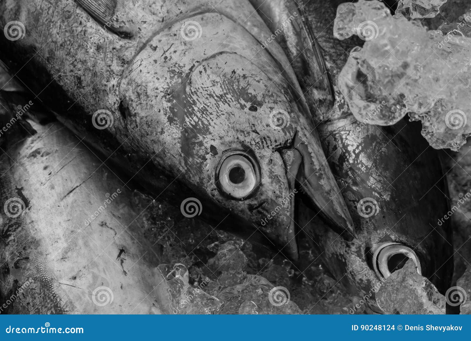 Fish heads stock photo. Image of tasty, population, white - 90248124