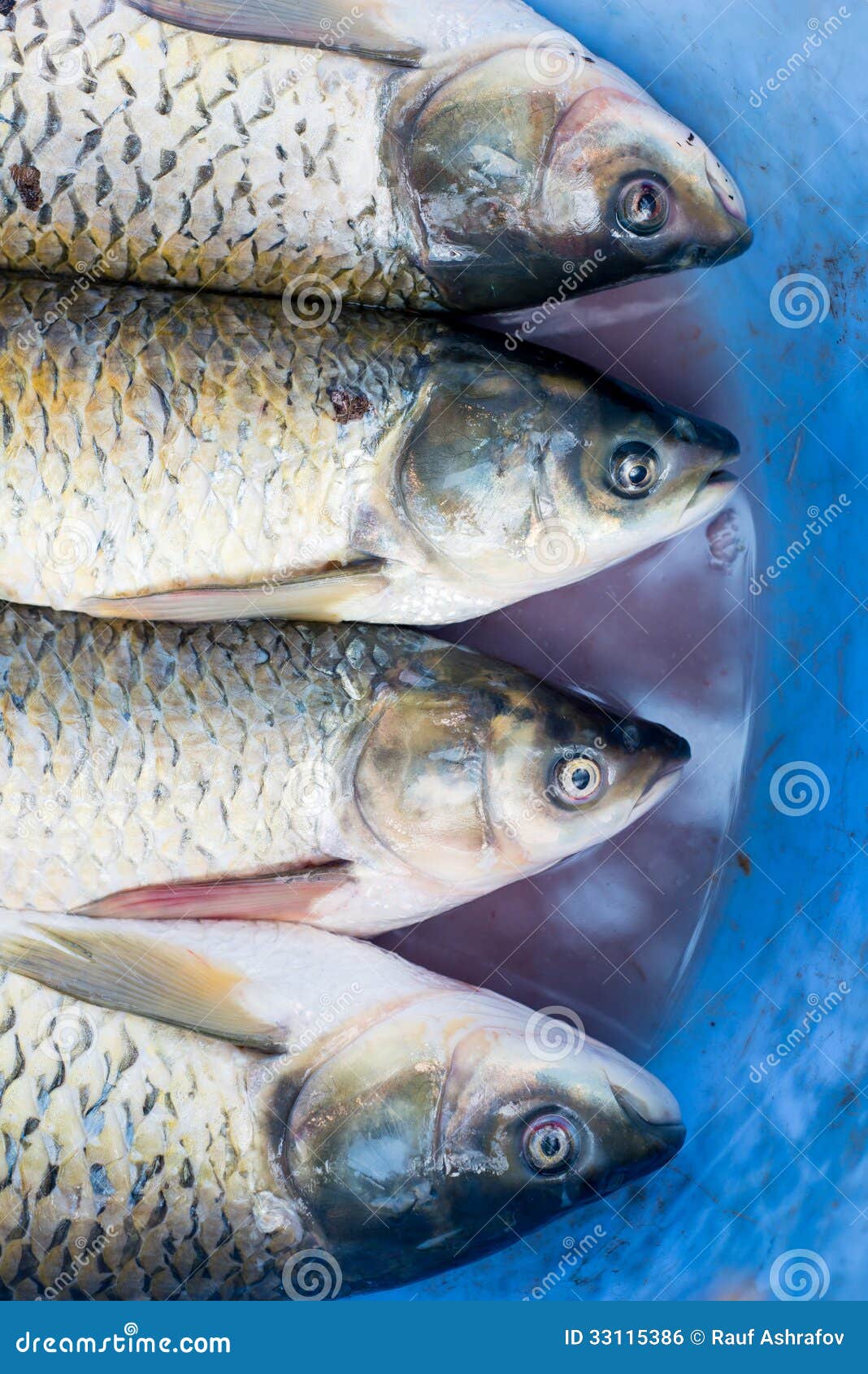 Cod Fish Heads Royalty-Free Stock Image | CartoonDealer.com #16685638