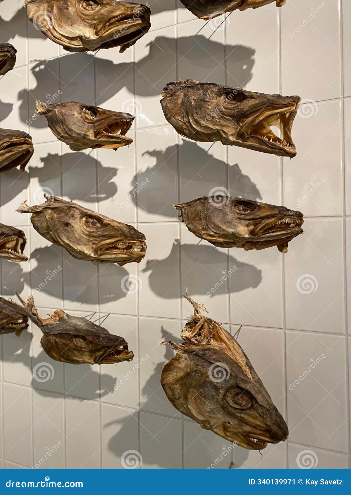 Dried Fish Heads on Display Stock Image - Image of mouths, suspended ...