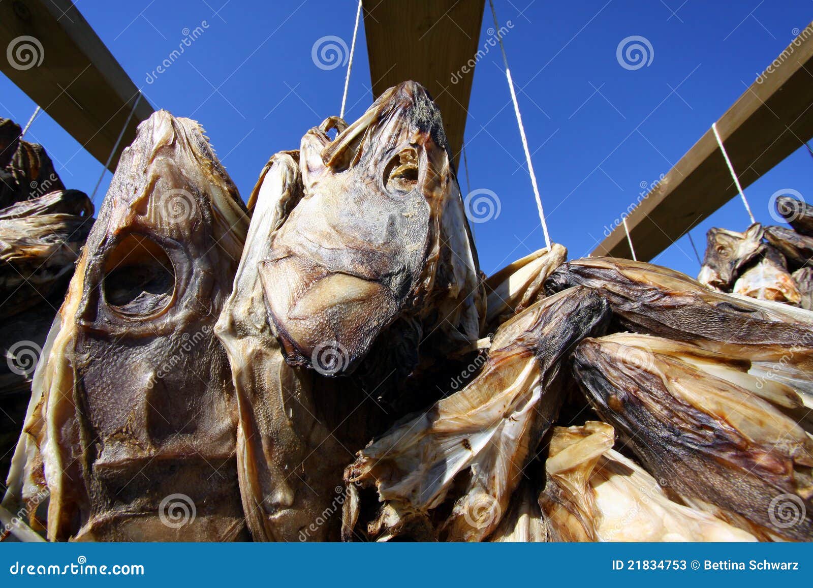 Cod Fish Heads Royalty-Free Stock Image | CartoonDealer.com #16685638
