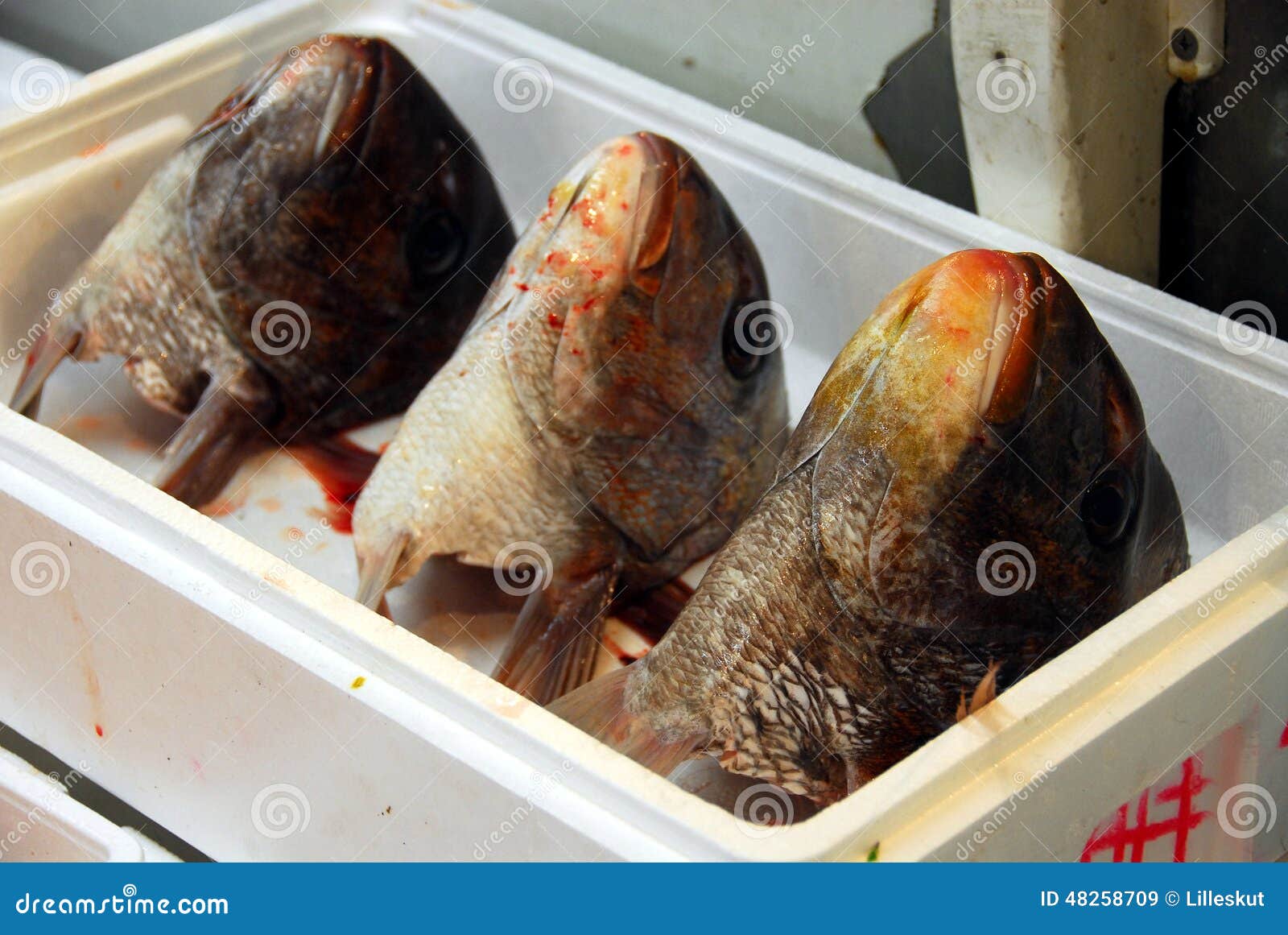 Fish heads stock image. Image of sushi, dinner, sashimi - 48258709