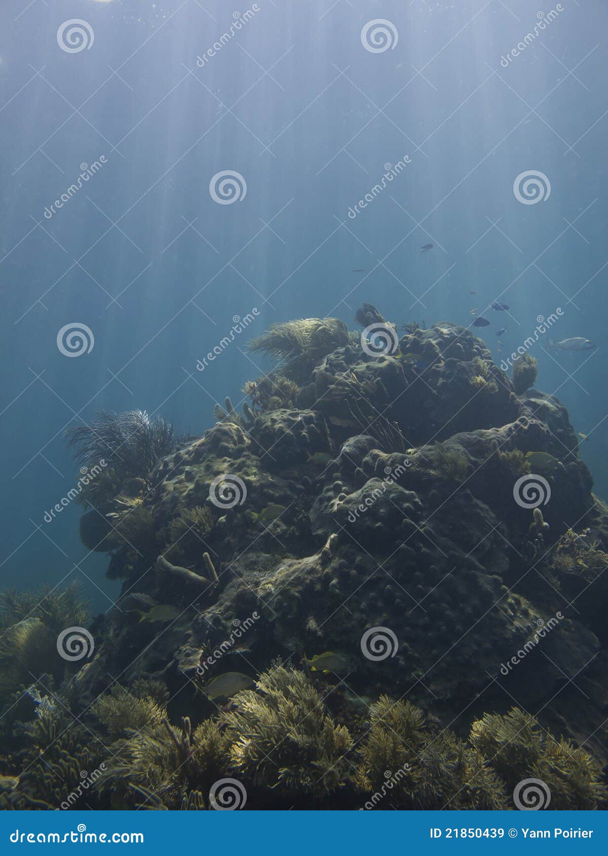 Fish heaven stock image. Image of adventure, marine, scuba - 21850439