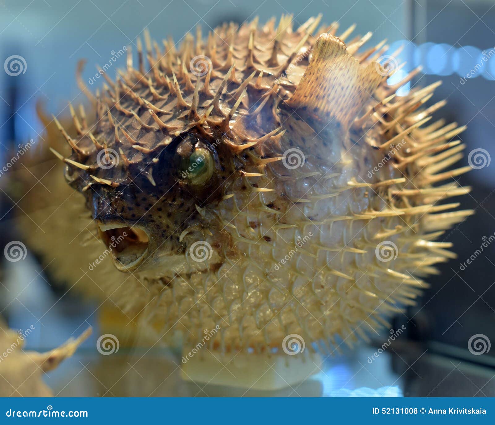 Fish hedgehog stock photo. Image of aquarium, danger - 52131008