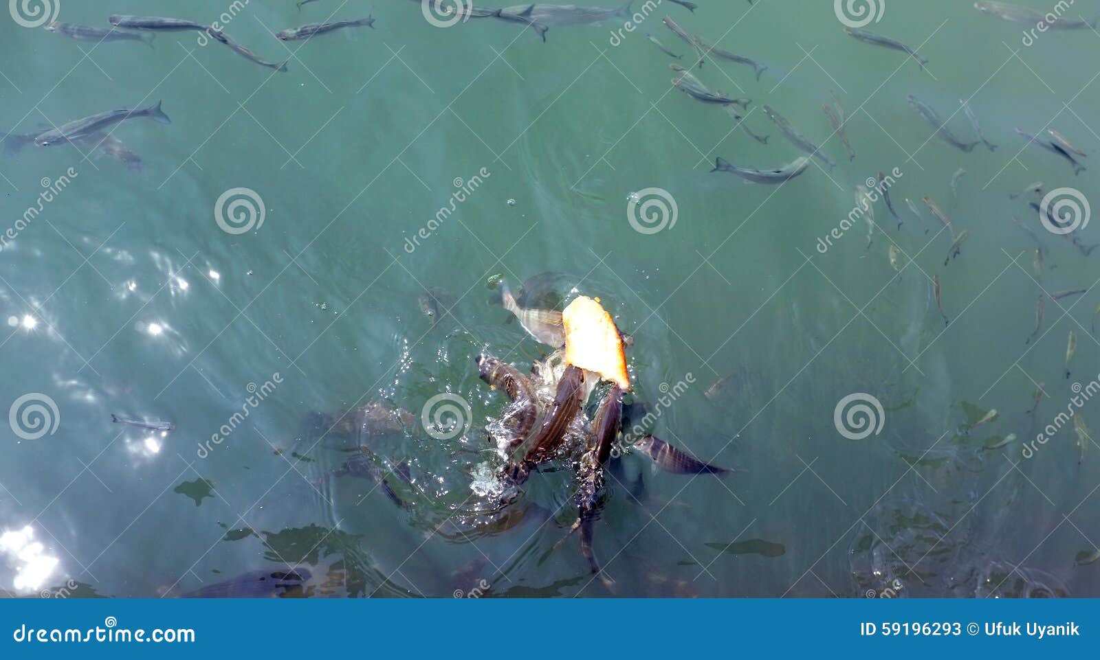 Fish Herd Eating Bread in Water Stock Image - Image of eating, feeding ...