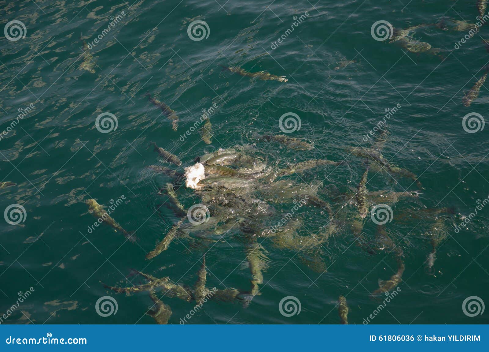 Fish Herd Eating Bread in Water Stock Photo - Image of mullet, swim ...