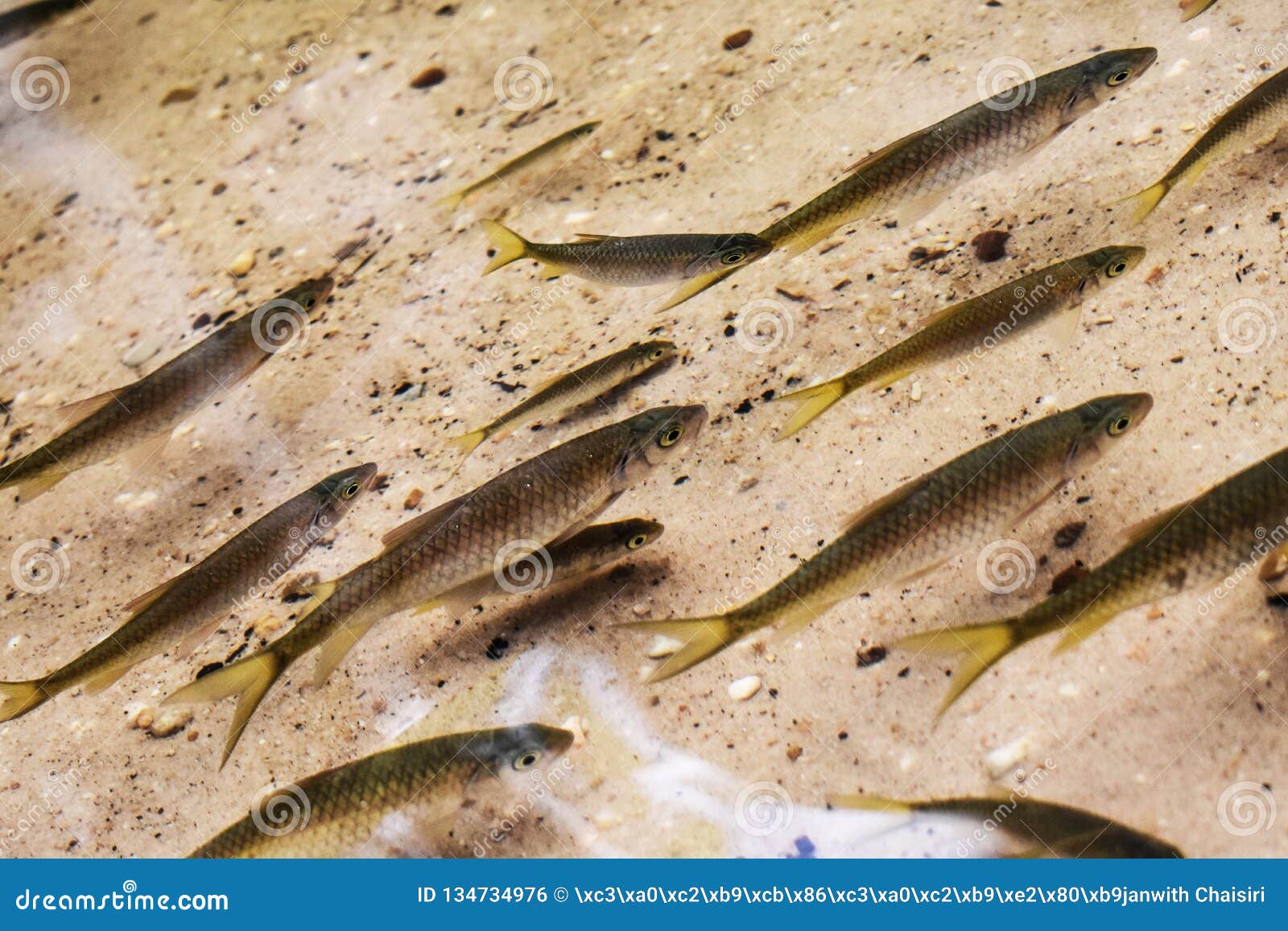 Herd of Fish Swimming when Look Form Top View Surface of Wate Stock ...