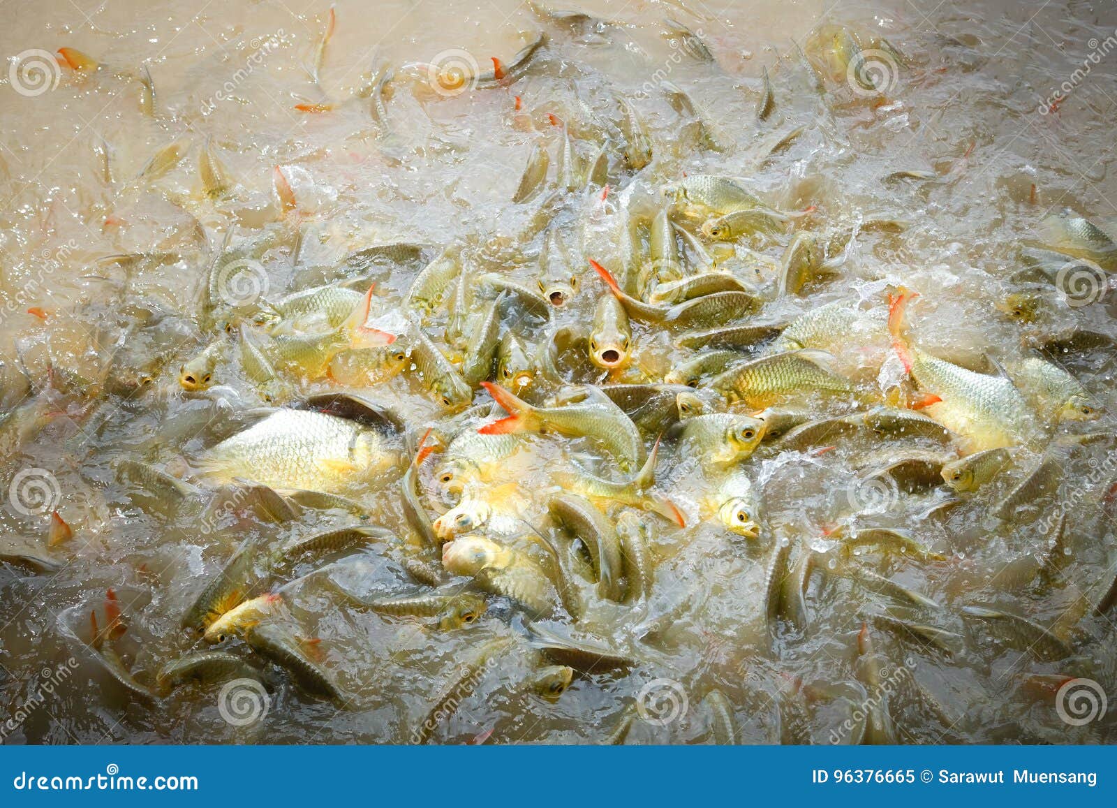 Herd Of Fish Swimming When Look Form Top View Surface Of Wate Stock ...