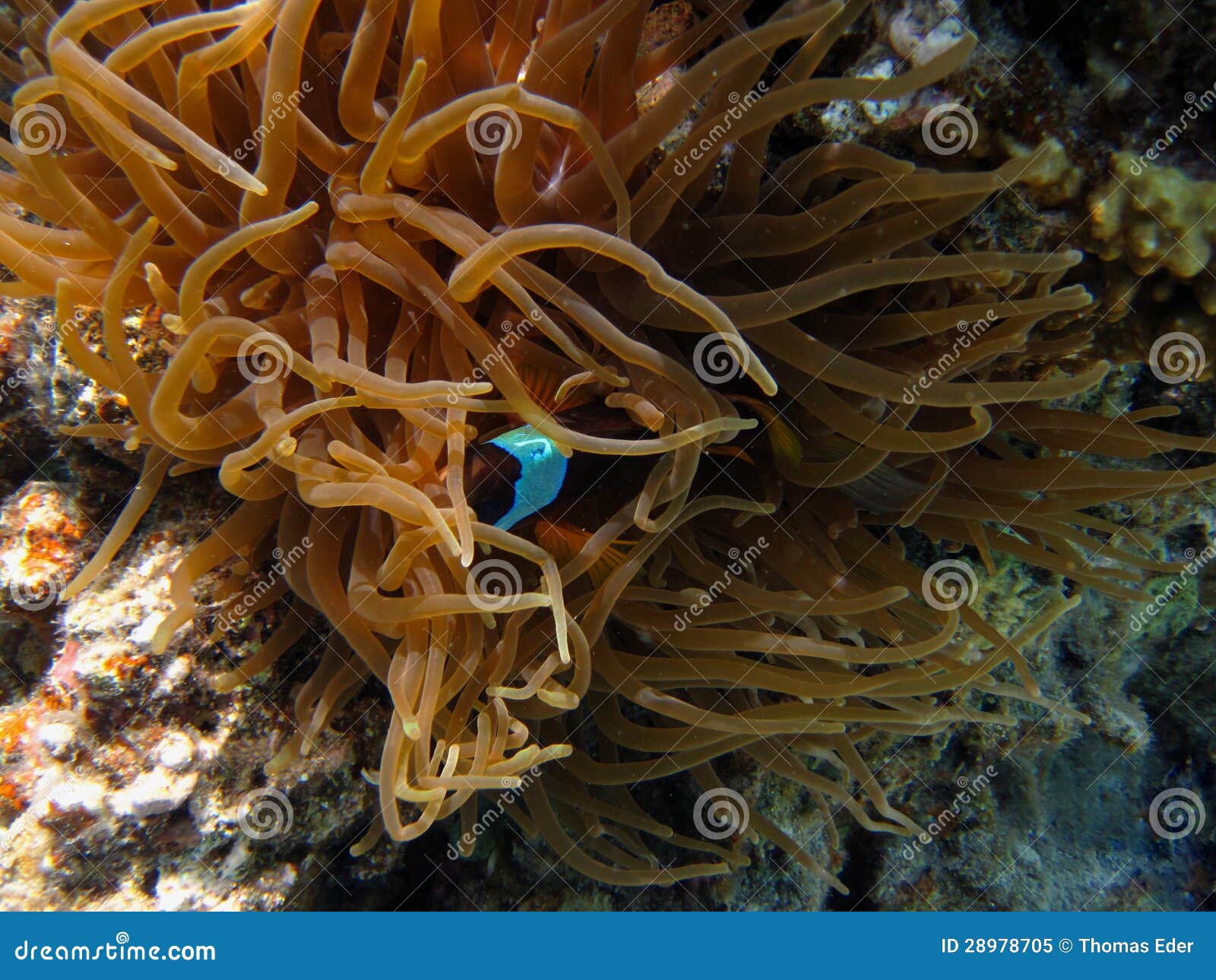Fish hiding stock image. Image of exotic, life, natural - 28978705