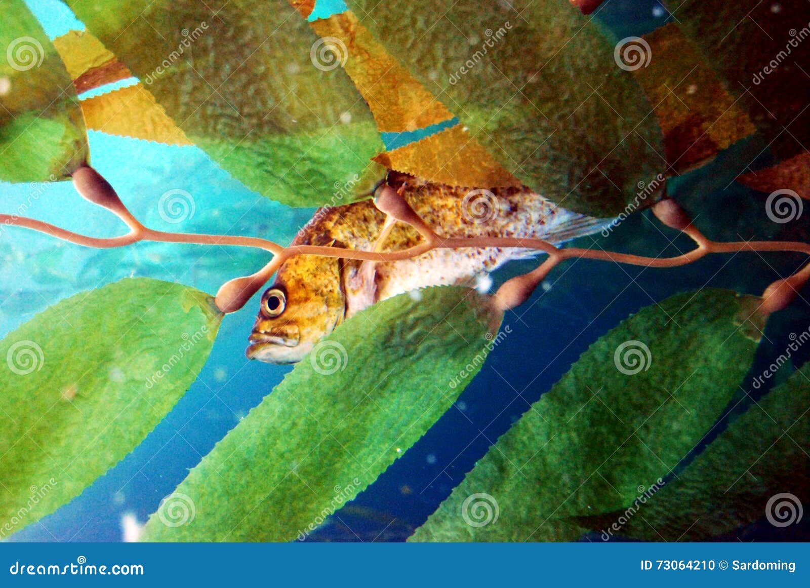 Fish Hiding Behind Leaves Stock Photography | CartoonDealer.com #73064210