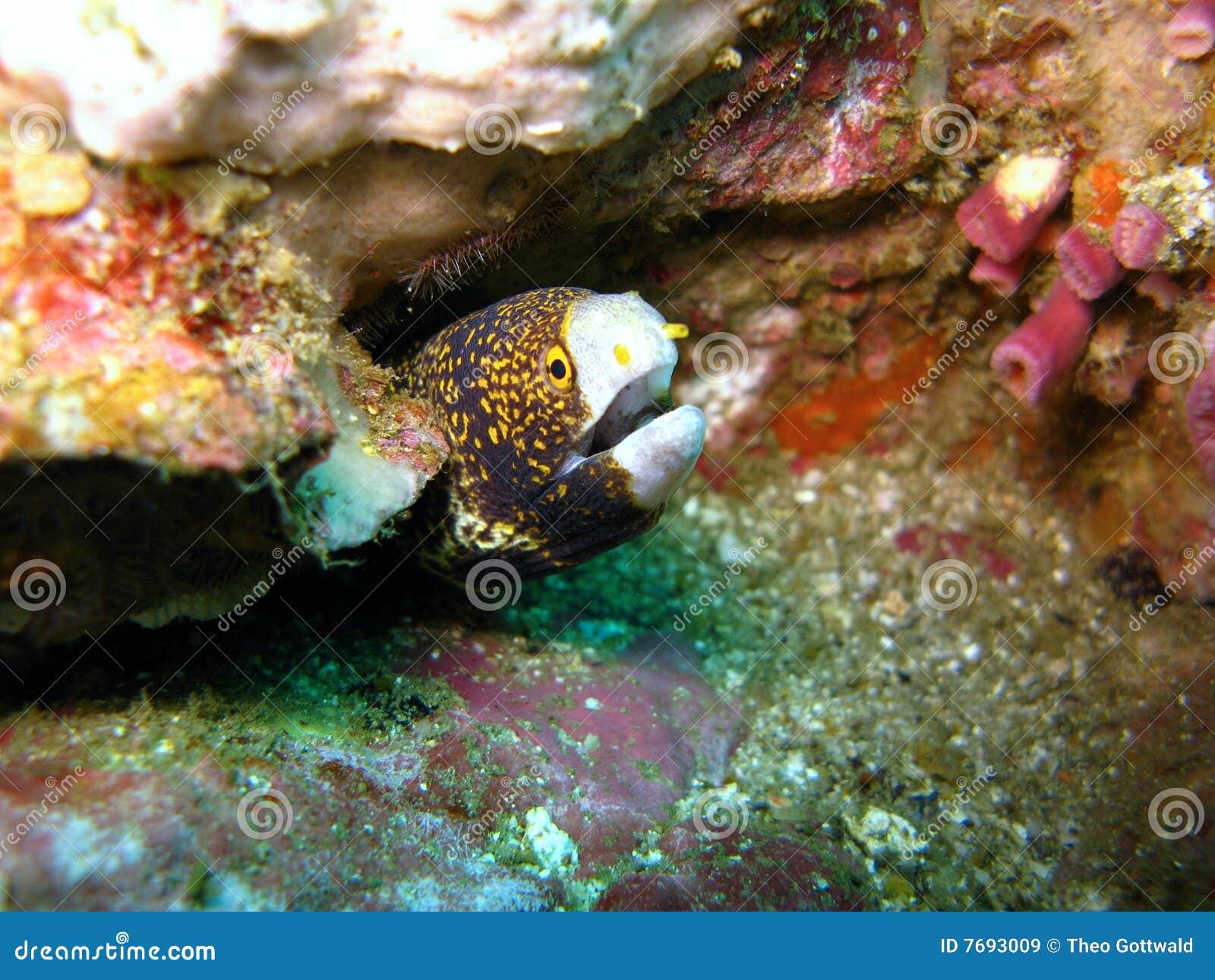Fish Hiding Behind Leaves Stock Photography | CartoonDealer.com #73064210