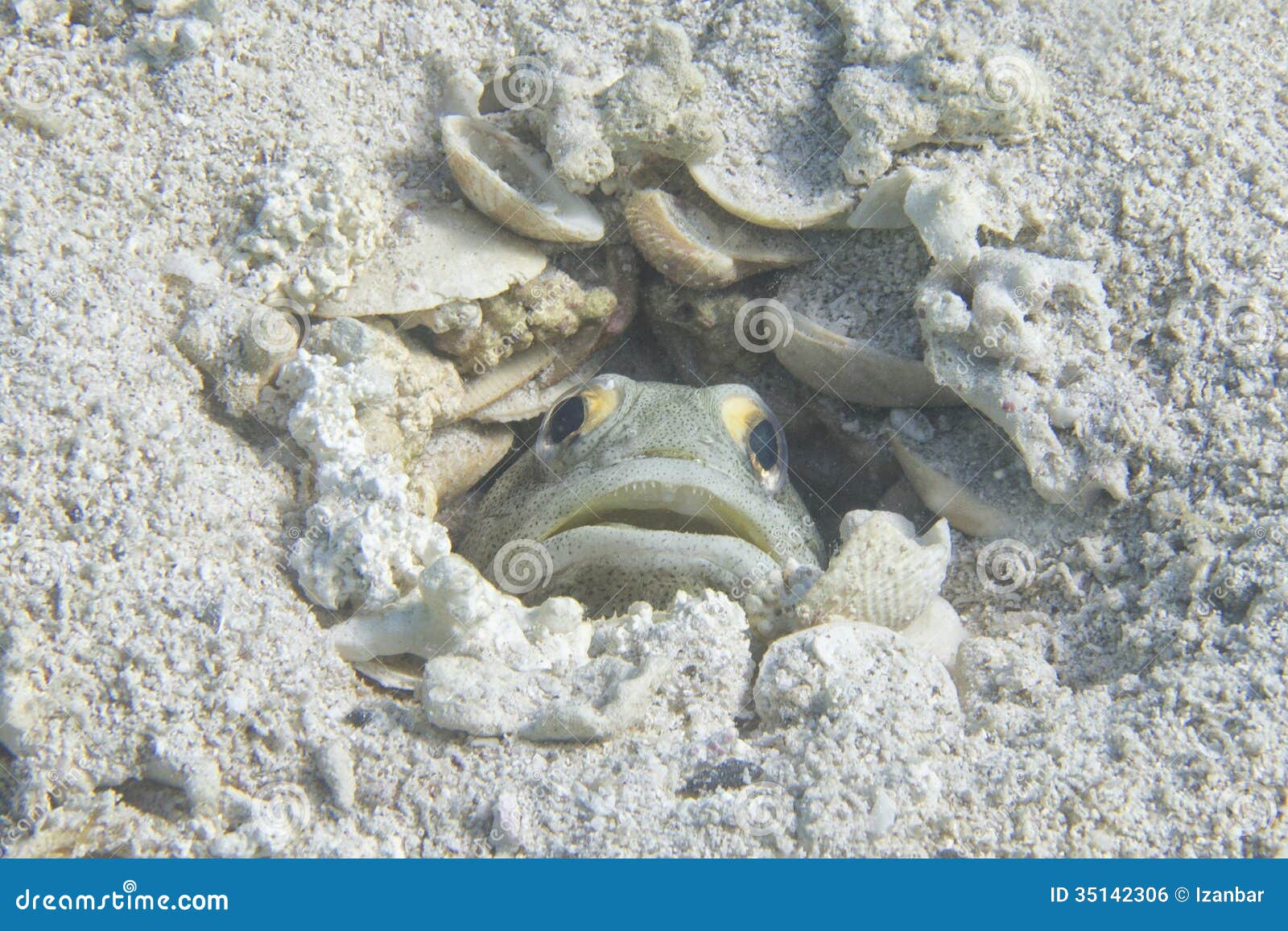 A fish hiding in its nest stock photo. Image of ocean - 35142306