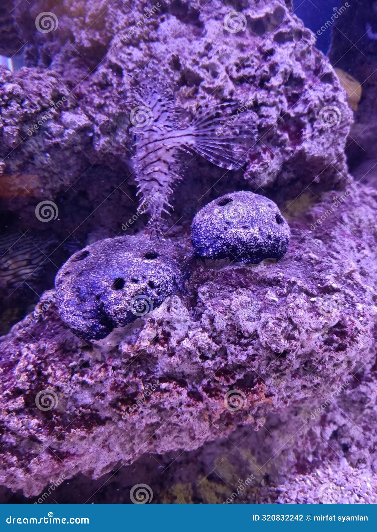 Fish Hiding at the Stone Under Sea Stock Photo - Image of stone, hiding ...