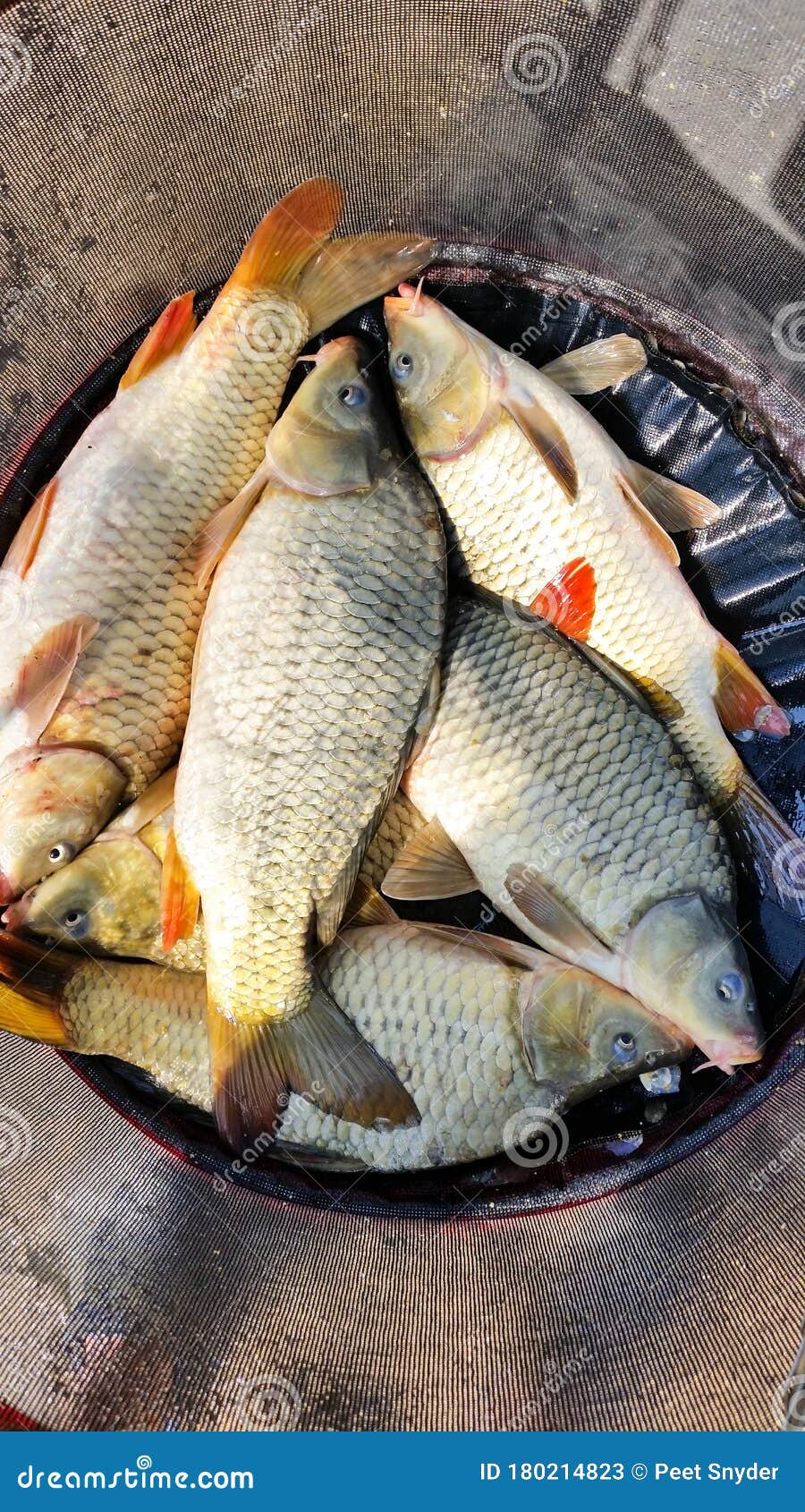 Fish in a holding net stock image. Image of animal, reptile - 180214823